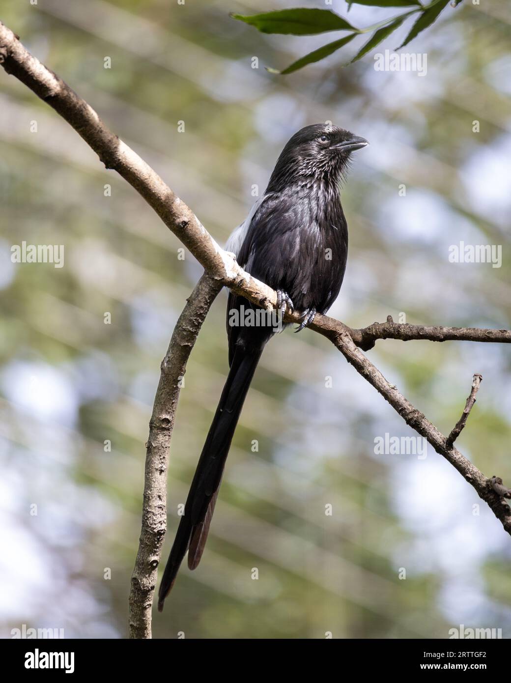 A charming magpie shrike (Urolestes melanoleucus) bird perched atop a ...