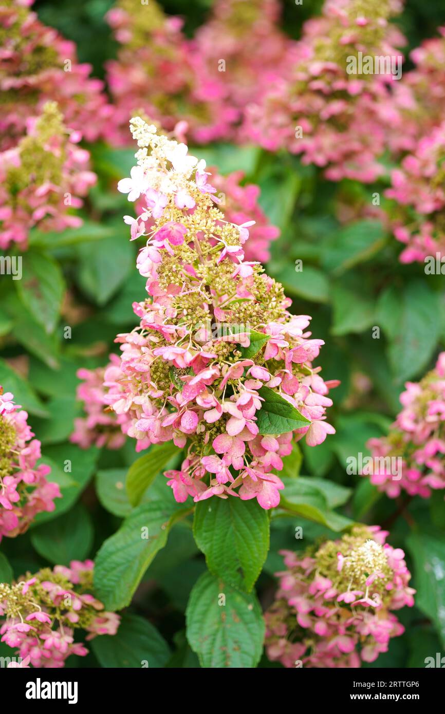 Hydrangea paniculata, the panicled hydrangea, is a species of flowering ...