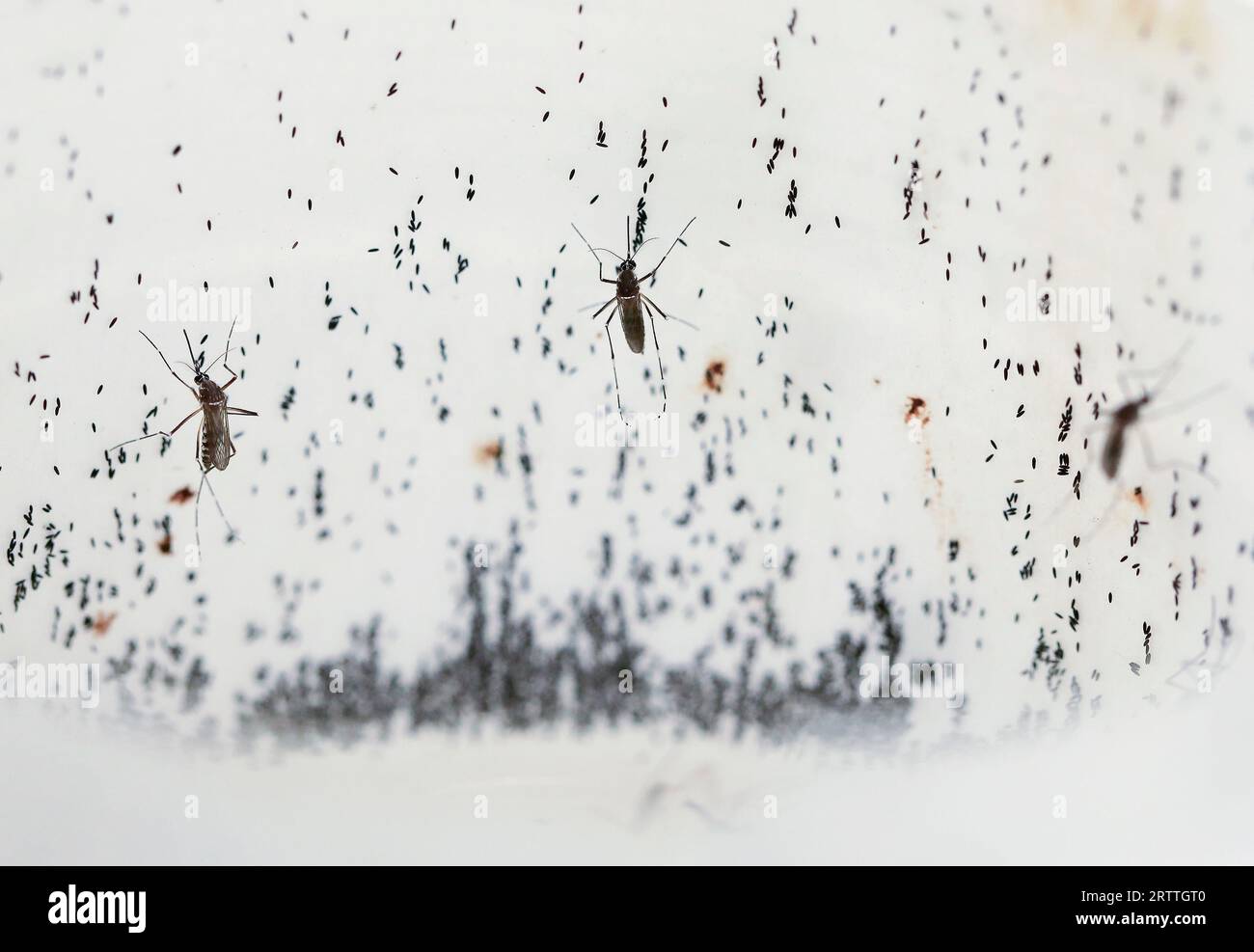 Mosquitoes lay eggs inside the World Mosquito Program's factory, in ...