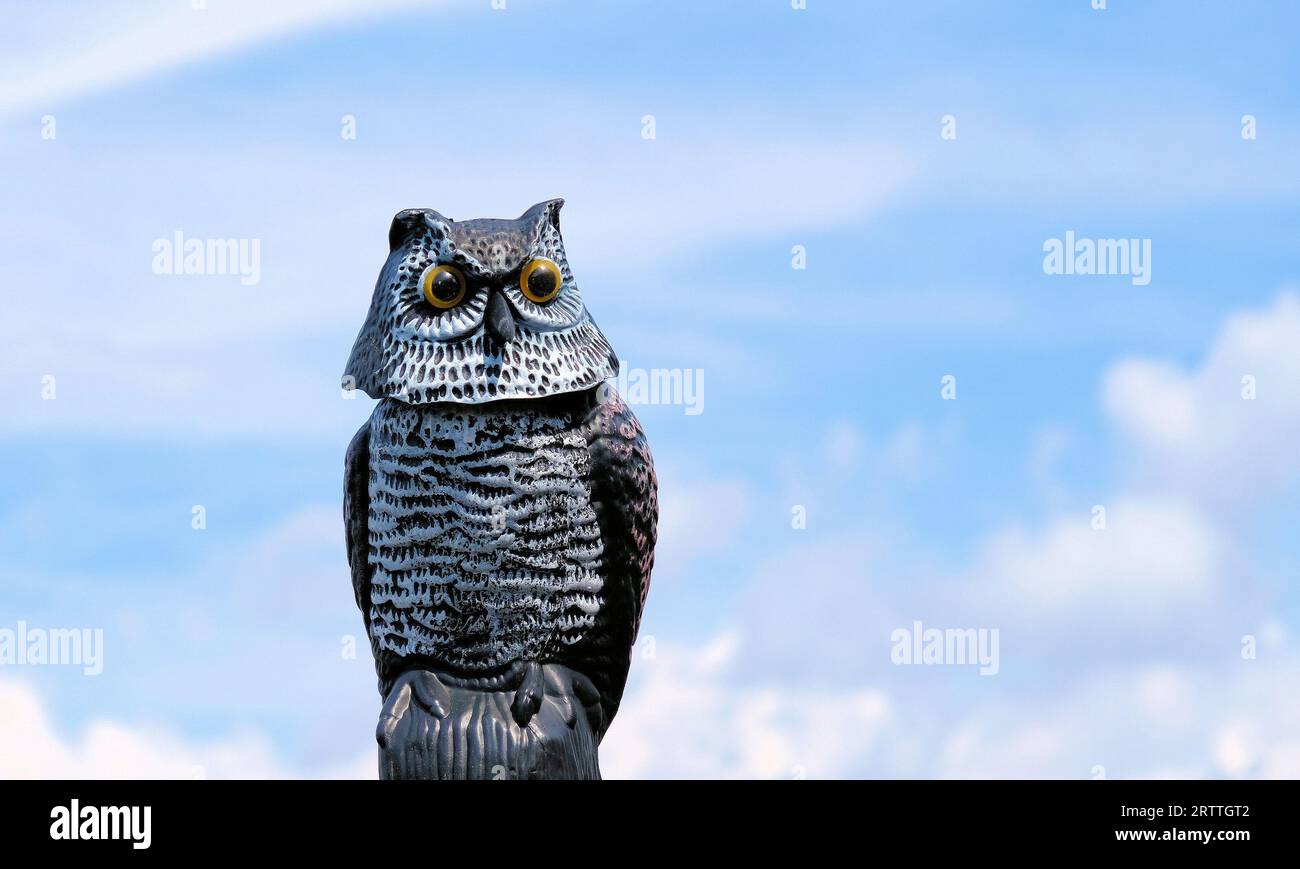 Close-up photo of decoy owl against a blue sky and white cloud ...