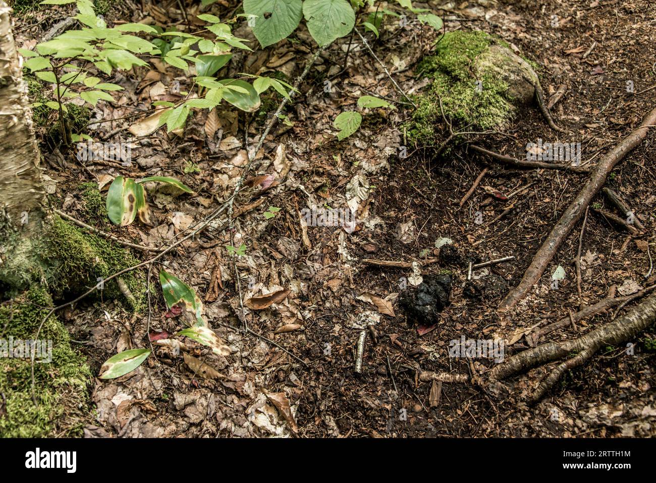 Wild Black Bear Ursus americanus scat droppings in La Mauricie National ...