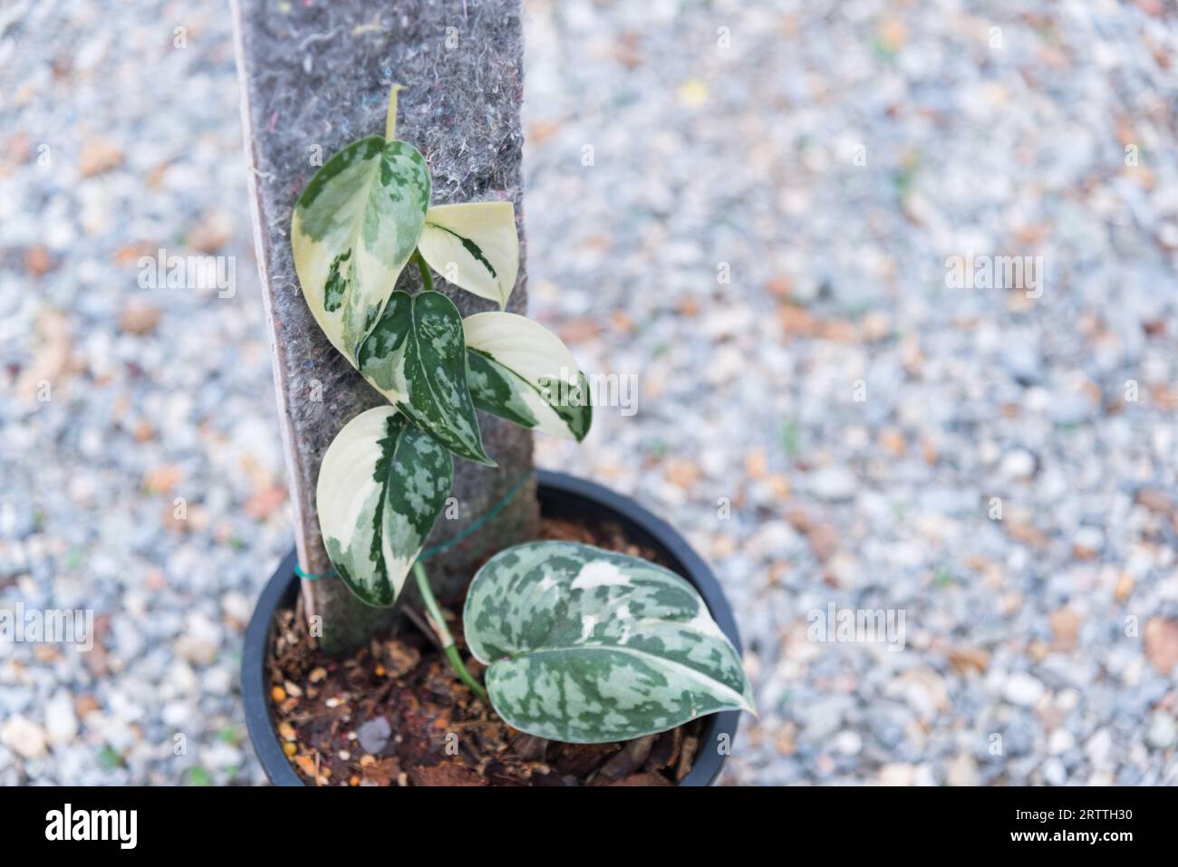 Scindapsus mayari hi-res stock photography and images - Alamy