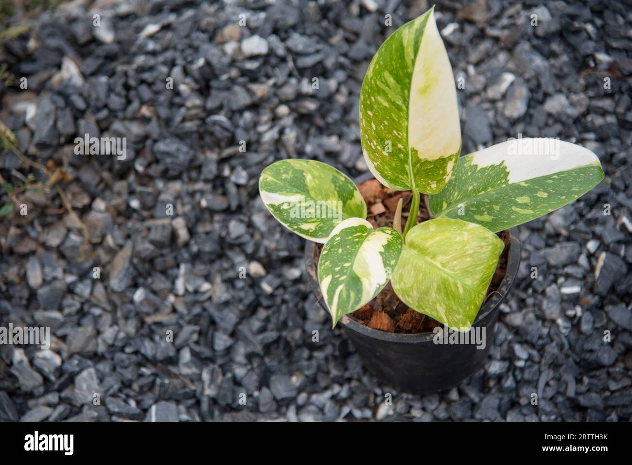 Philodendron Green congo Hybrid in the pot Stock Photo - Alamy
