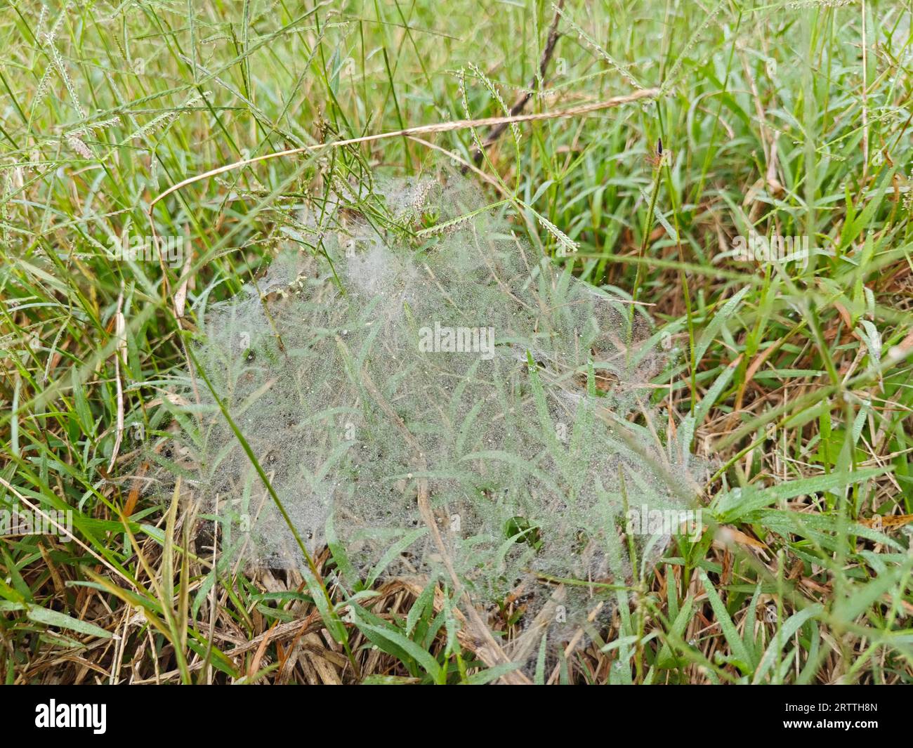 Dew on Webs of the Grass Spider Stock Photo - Alamy