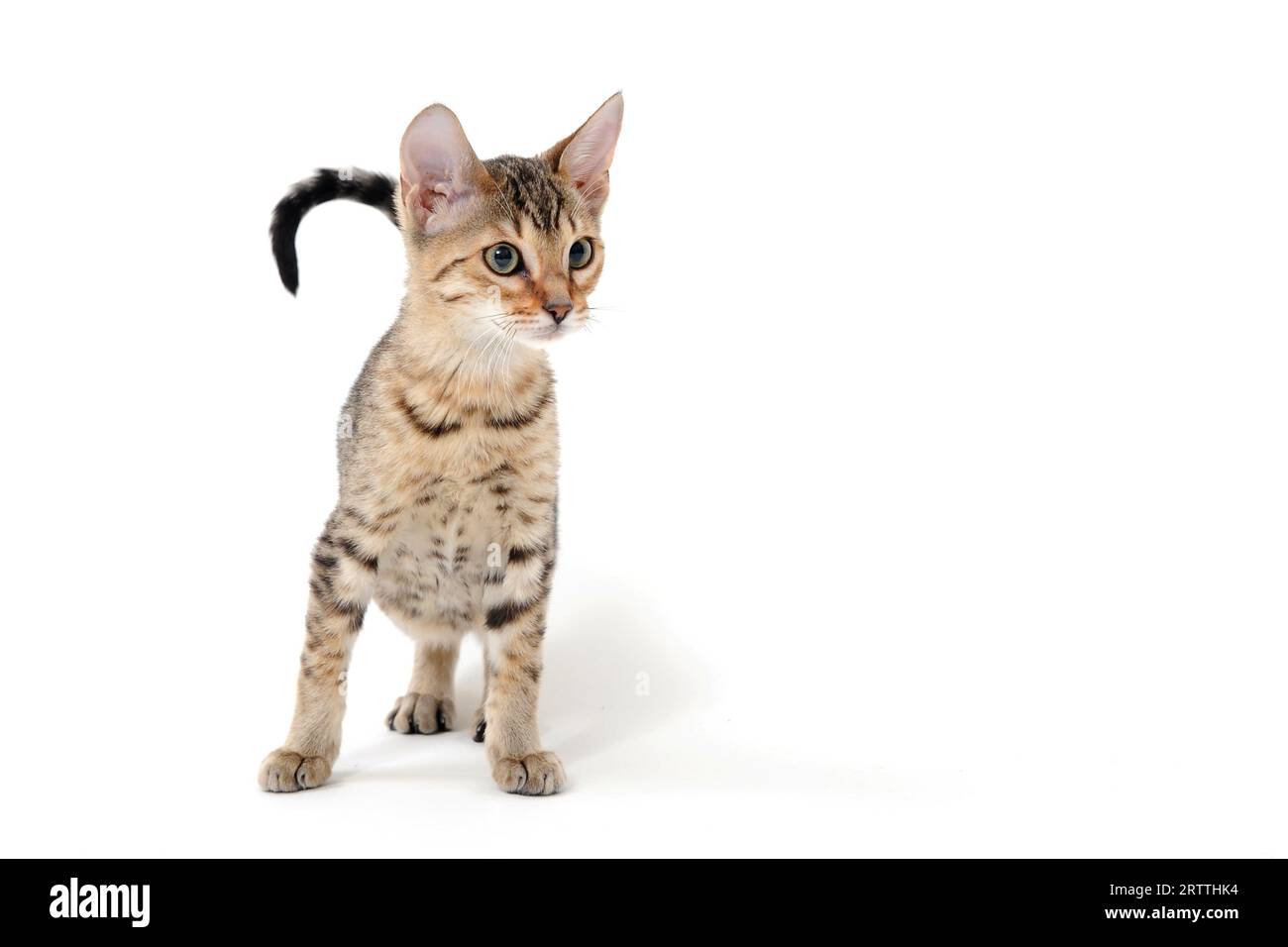 Purebred smooth-haired cat on a white isolated background Stock Photo ...