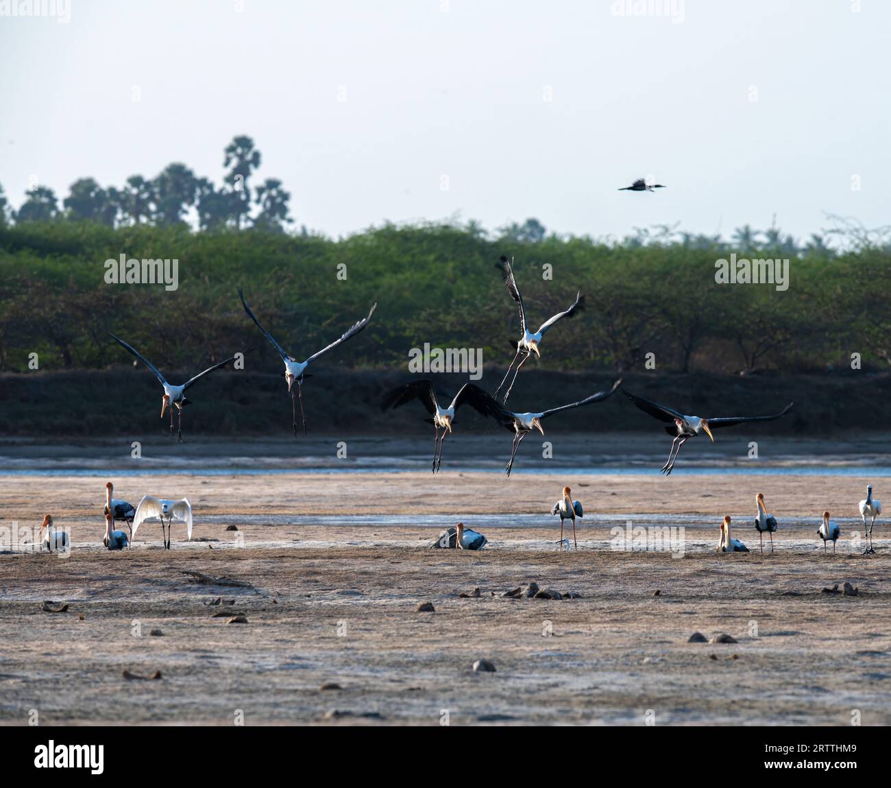 Celebrating the Grace and Beauty of the Painted Stork in its Natural ...