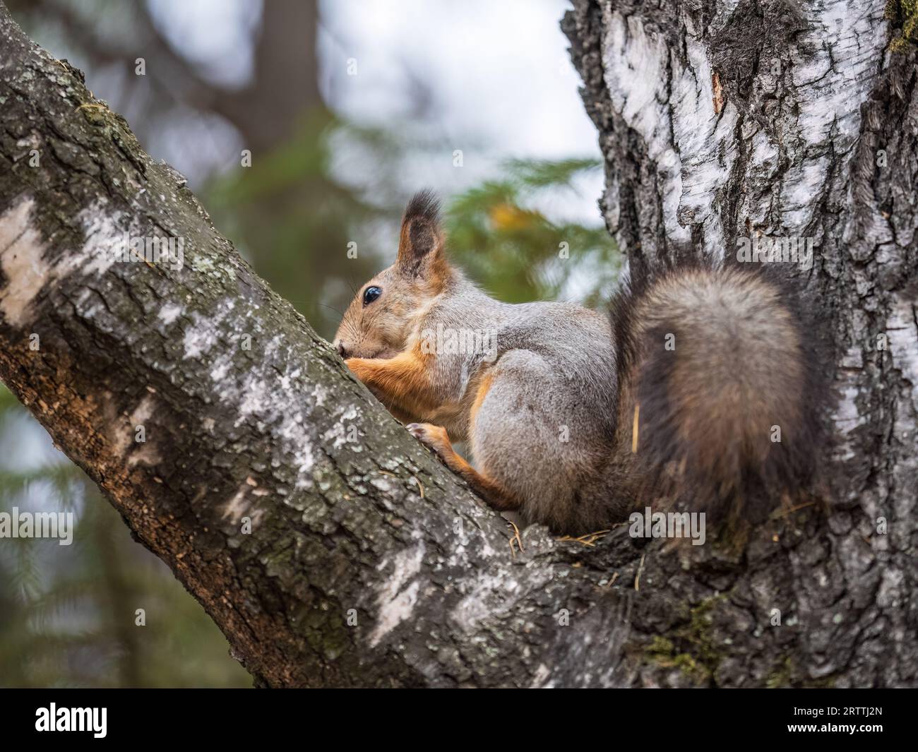 The squirrel with nut sits on tree in the autumn. Eurasian red squirrel ...