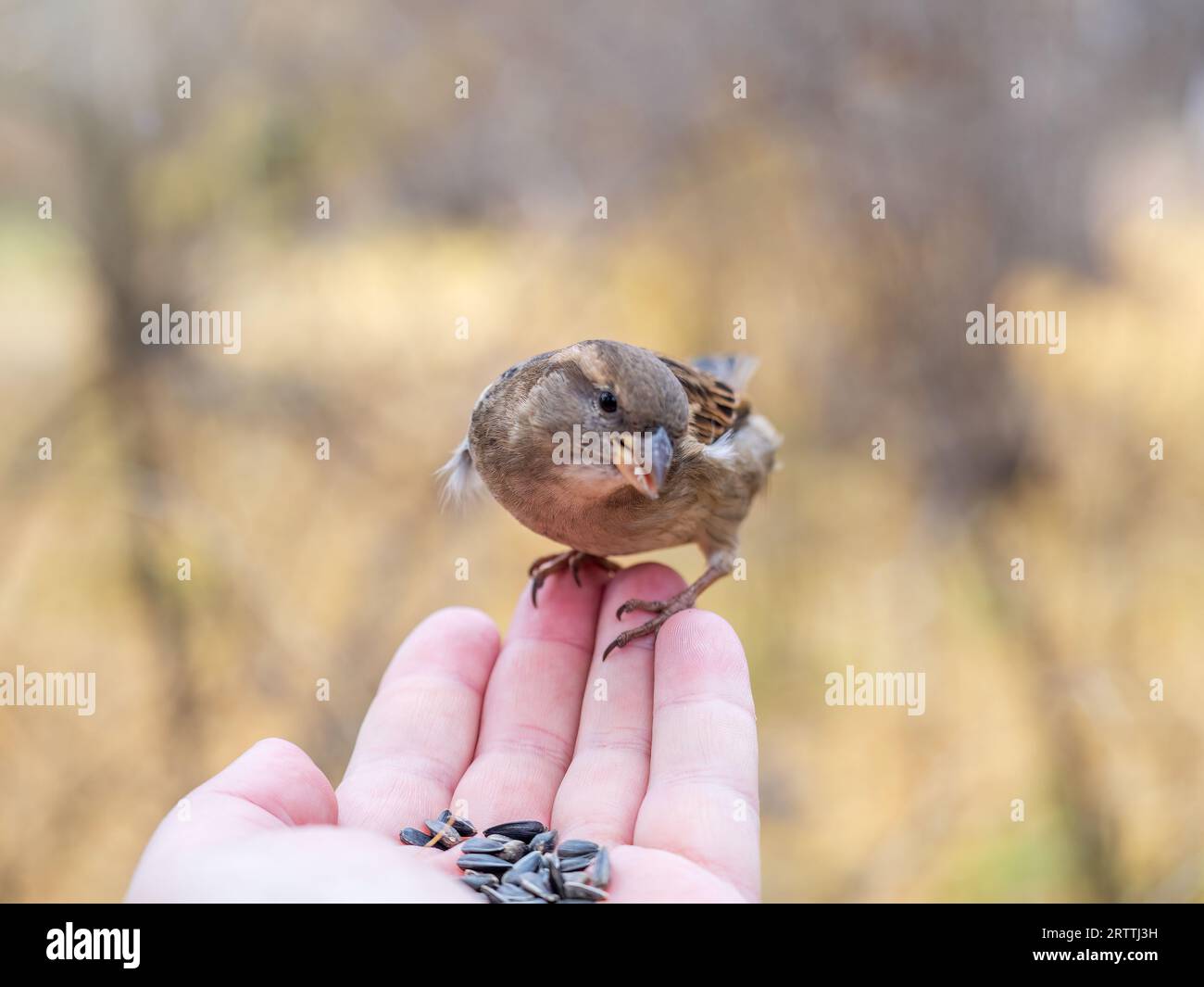 Sparrow eats seeds from a man's hand. A Sparrow bird sitting on the ...