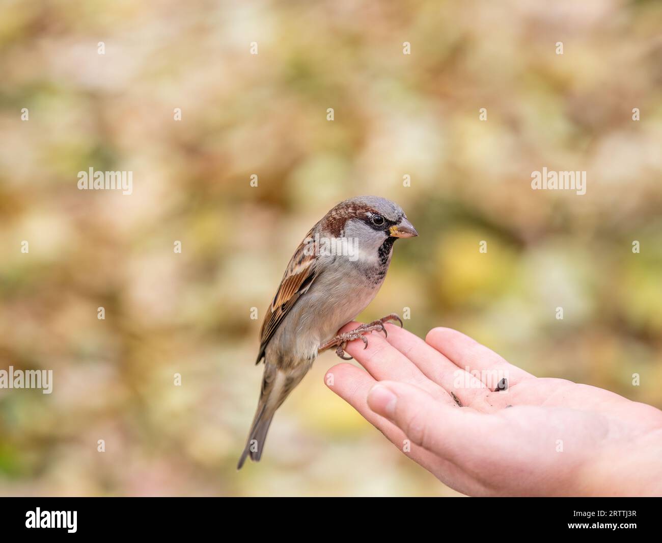 Sparrow eats seeds from a man's hand. A Sparrow bird sitting on the ...