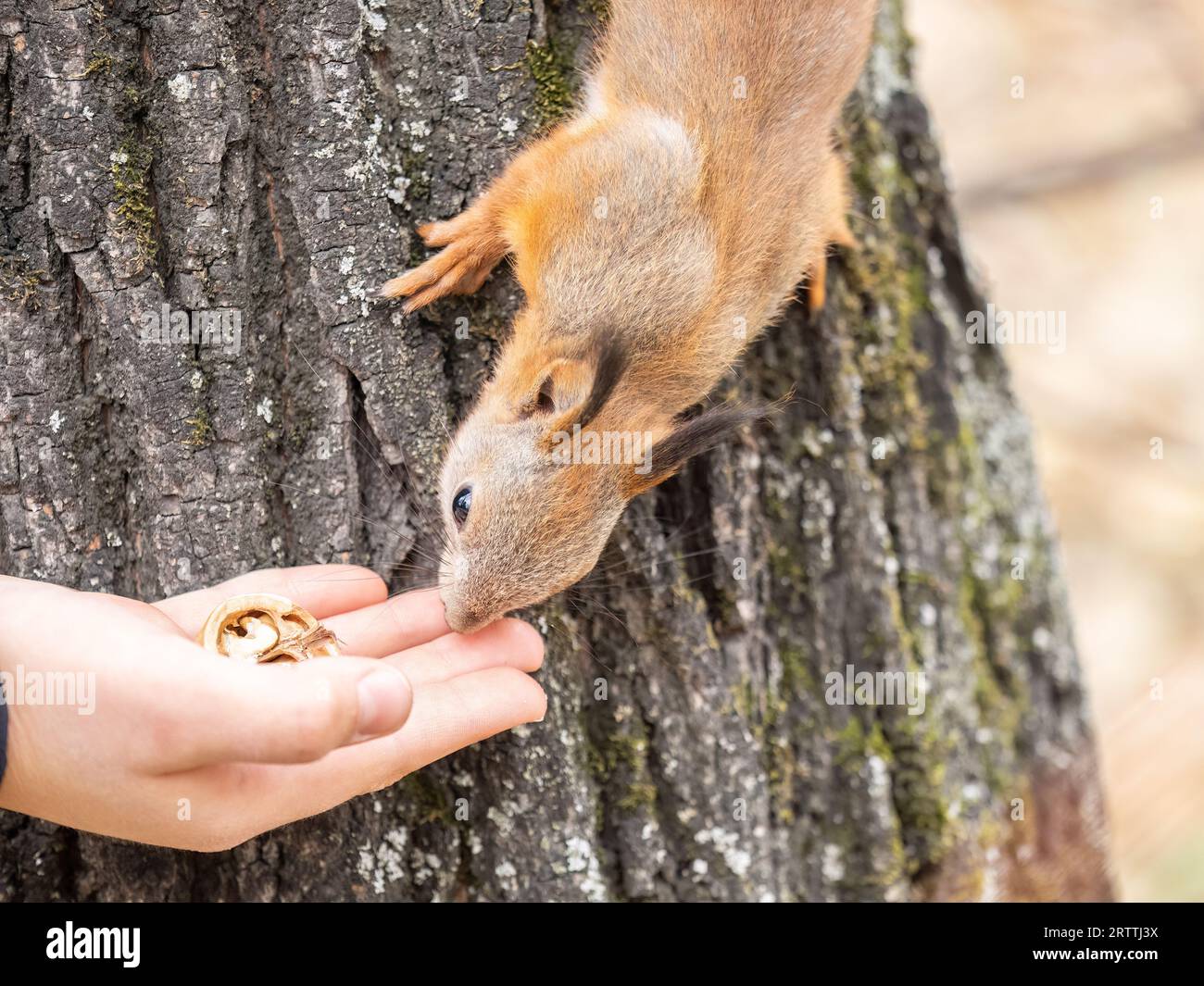 A squirrel in the autumn eats nuts from a human hand. Eurasian red ...