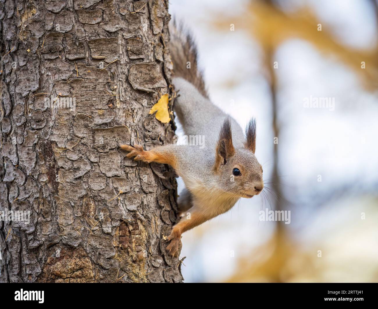 Portrait of a squirrel on a tree trunk. A curious red squirrel peeks ...