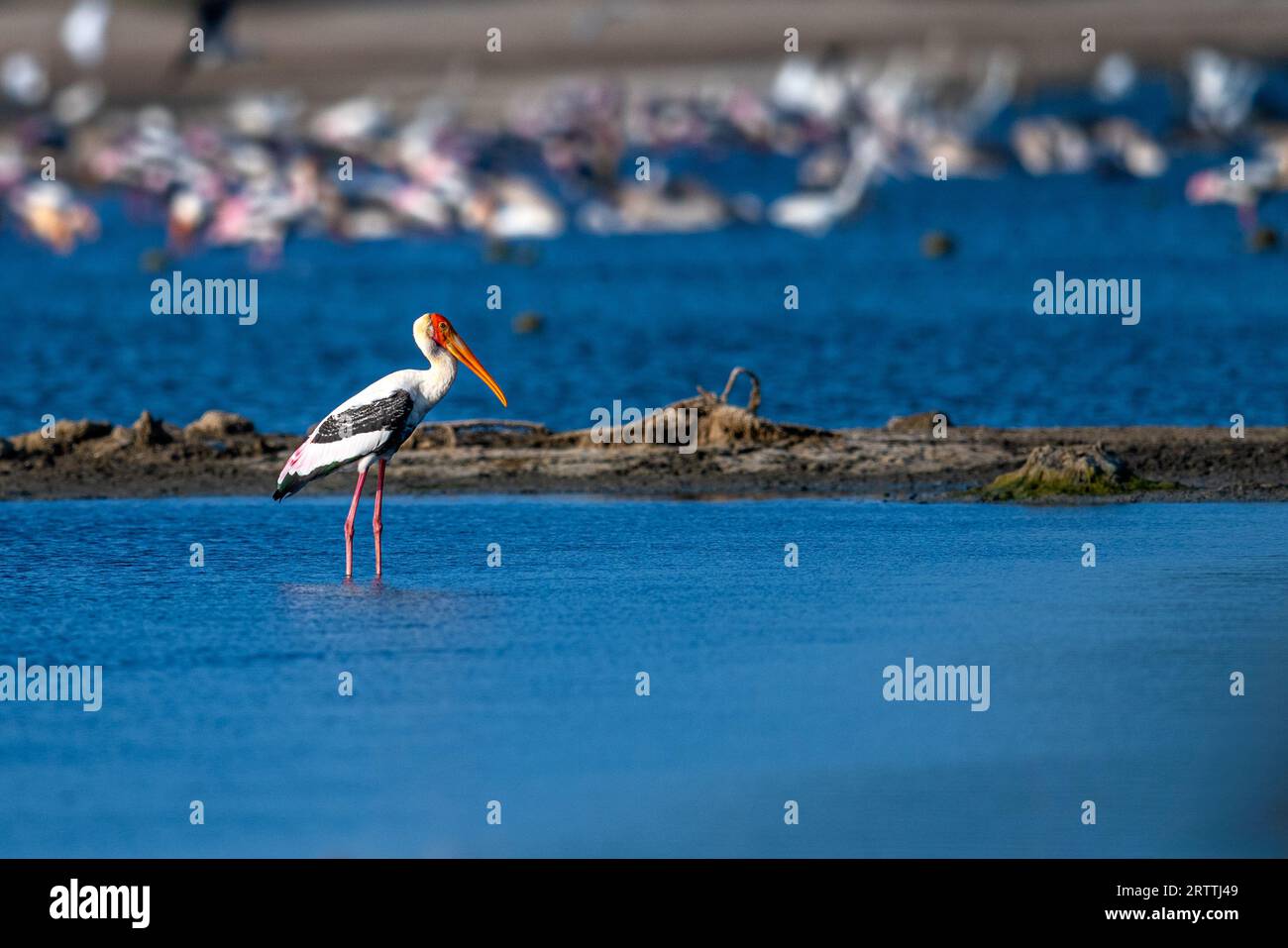 Celebrating the Grace and Beauty of the Painted Stork in its Natural ...