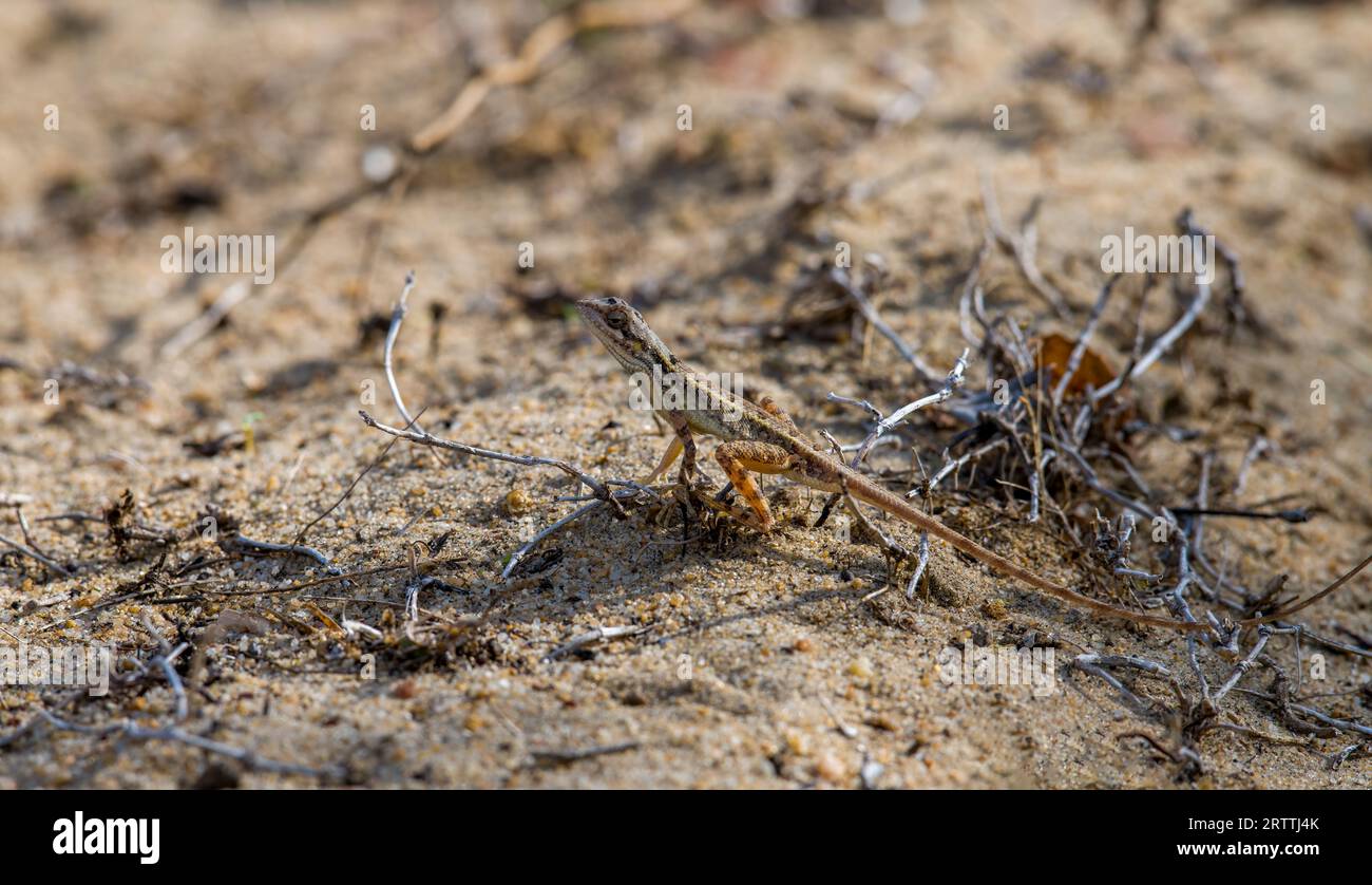 Fan throated lizard (Sitana ponticeriana ) with nature background macro ...
