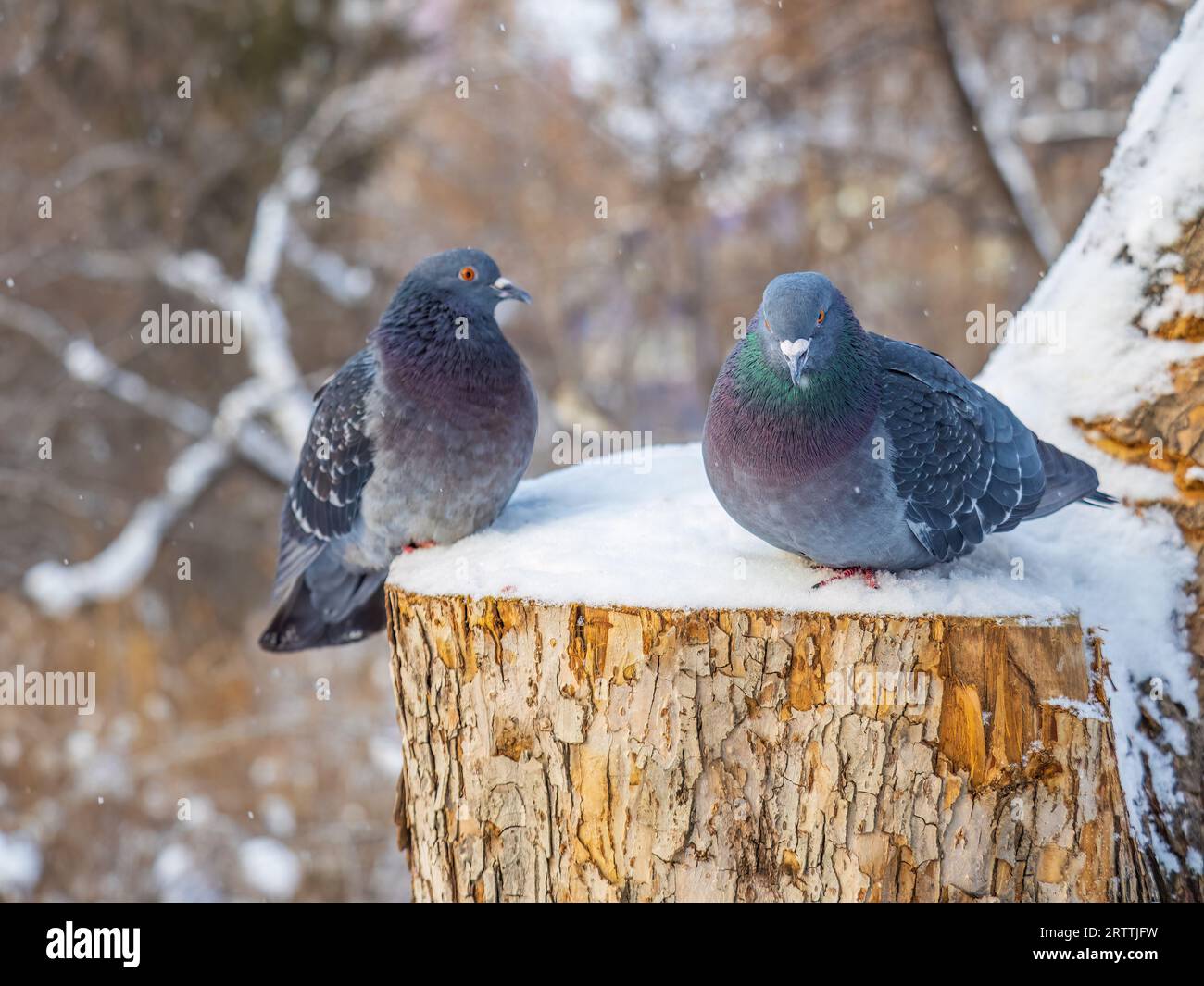 Two pigeons sitting on a branch with snow in winter. Domestic pigeon ...