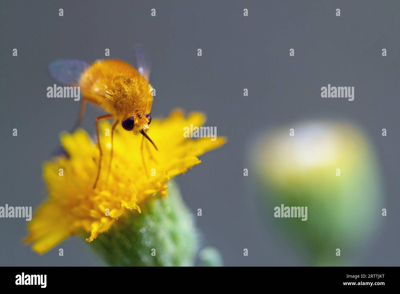 Arthropod exoskeleton hi-res stock photography and images - Alamy