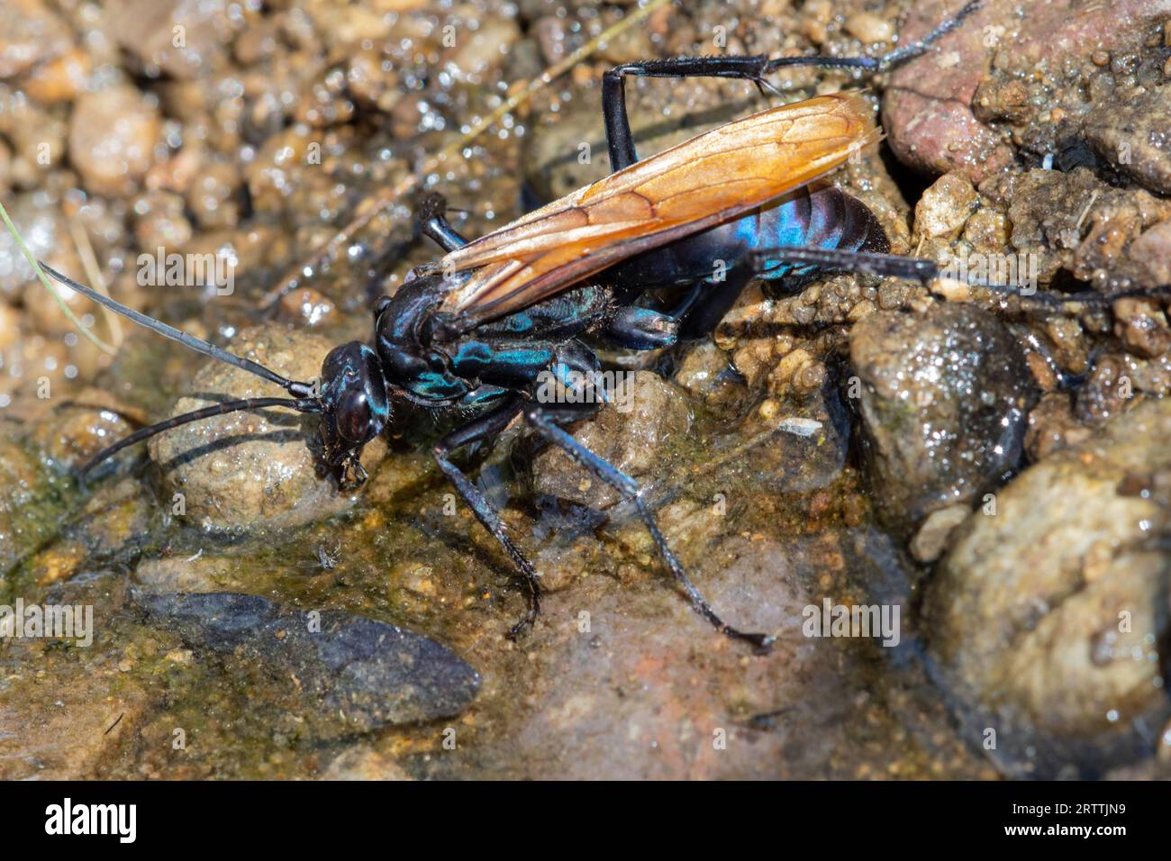 Tarantula Hawk (Pepsis formosa) drinking Stock Photo - Alamy