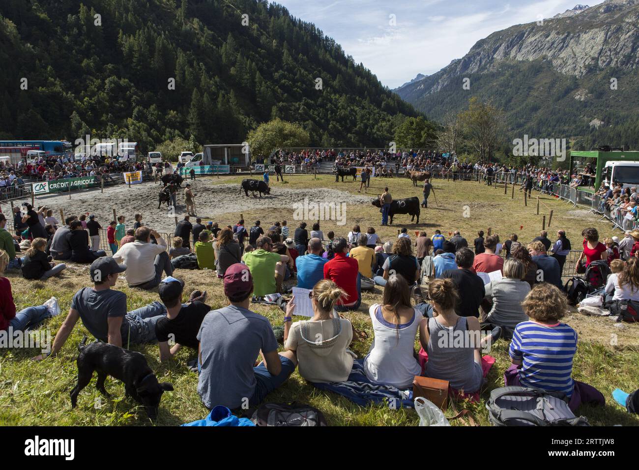 FRANCE HAUTE-SAVOIE (74) CHAMONIX, LE TOUR, BATTLE OF THE QUEENS : COWS ...