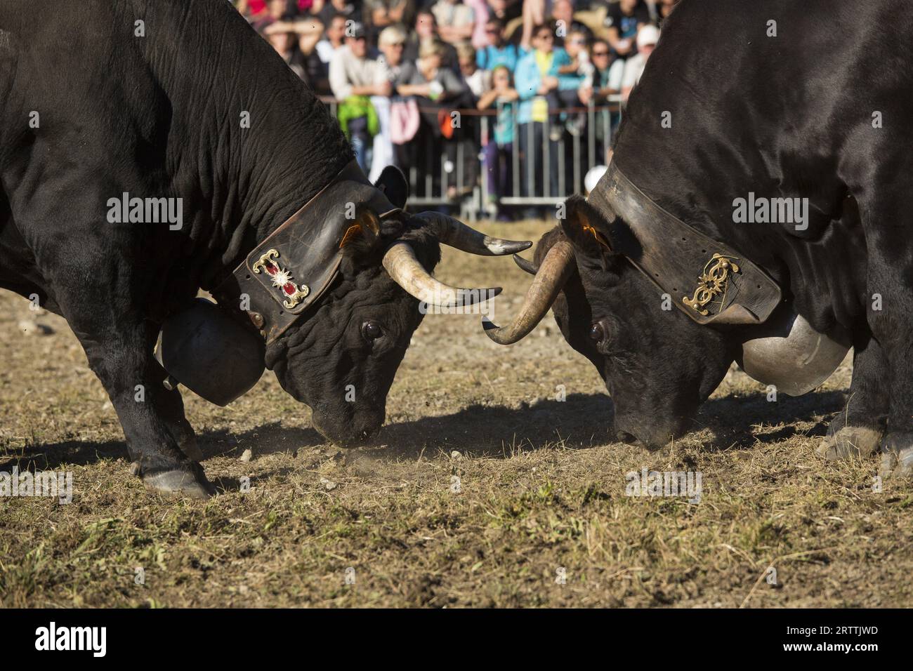 FRANCE HAUTE-SAVOIE (74) CHAMONIX, LE TOUR, BATTLE OF THE QUEENS : COWS ...