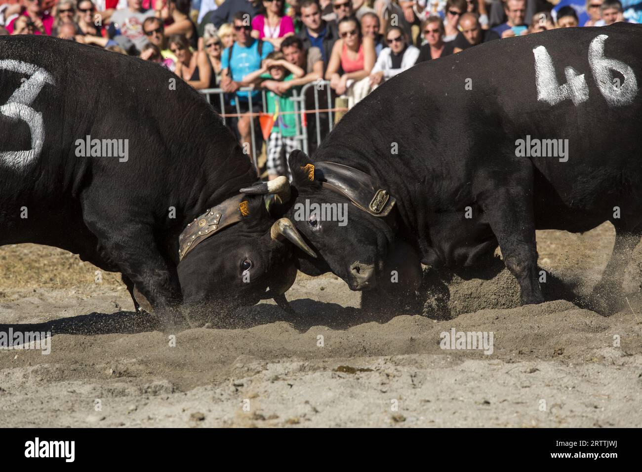FRANCE HAUTE-SAVOIE (74) CHAMONIX, LE TOUR, BATTLE OF THE QUEENS : COWS ...