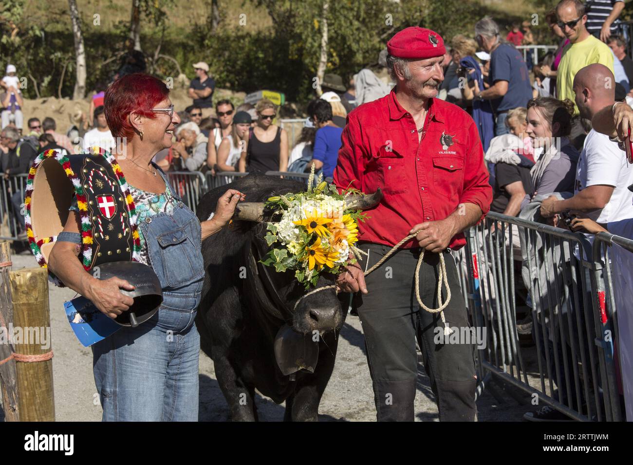 FRANCE HAUTE-SAVOIE (74) CHAMONIX, LE TOUR, BATTLE OF THE QUEENS : COWS ...