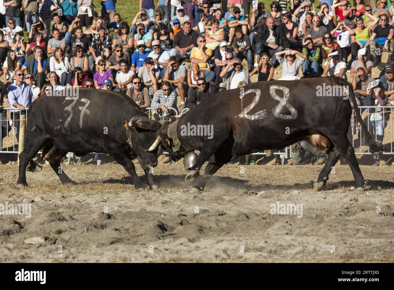 FRANCE HAUTE-SAVOIE (74) CHAMONIX, LE TOUR, BATTLE OF THE QUEENS : COWS ...
