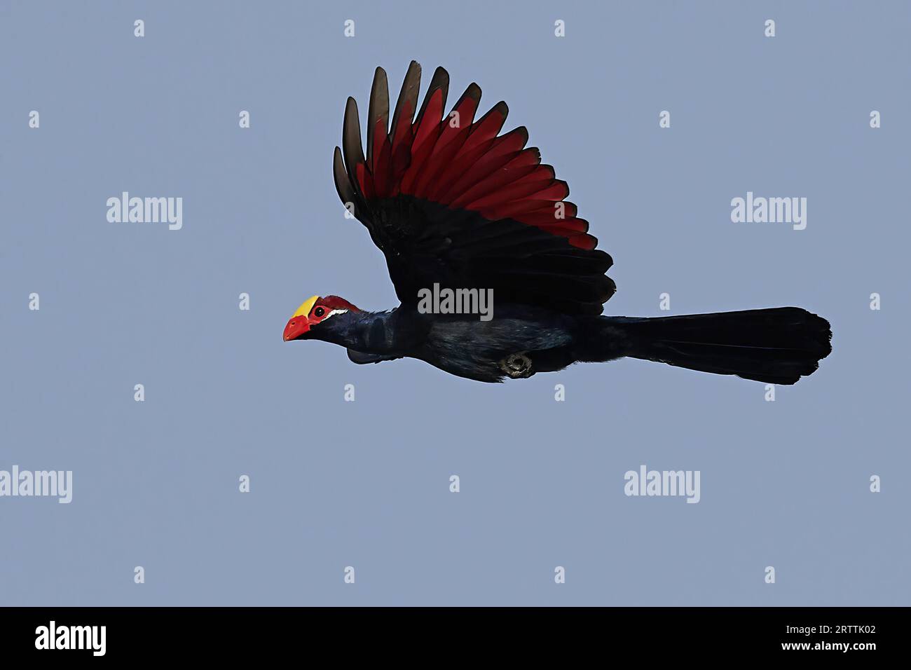 Violet turaco in flight in its natural habitat in The Gambia Stock ...