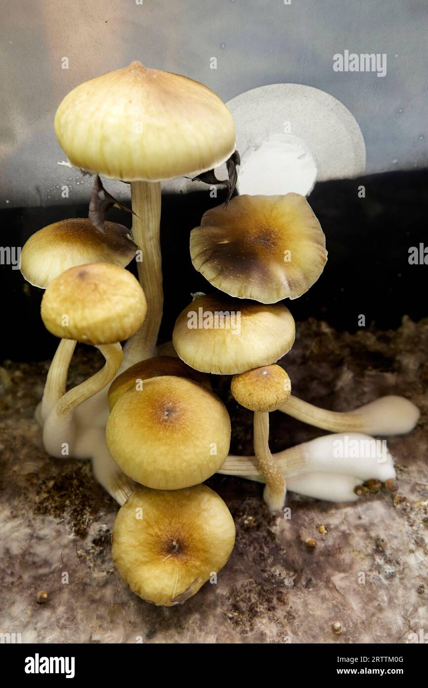 Psilocybin mushrooms are shown in a growing container before being ...