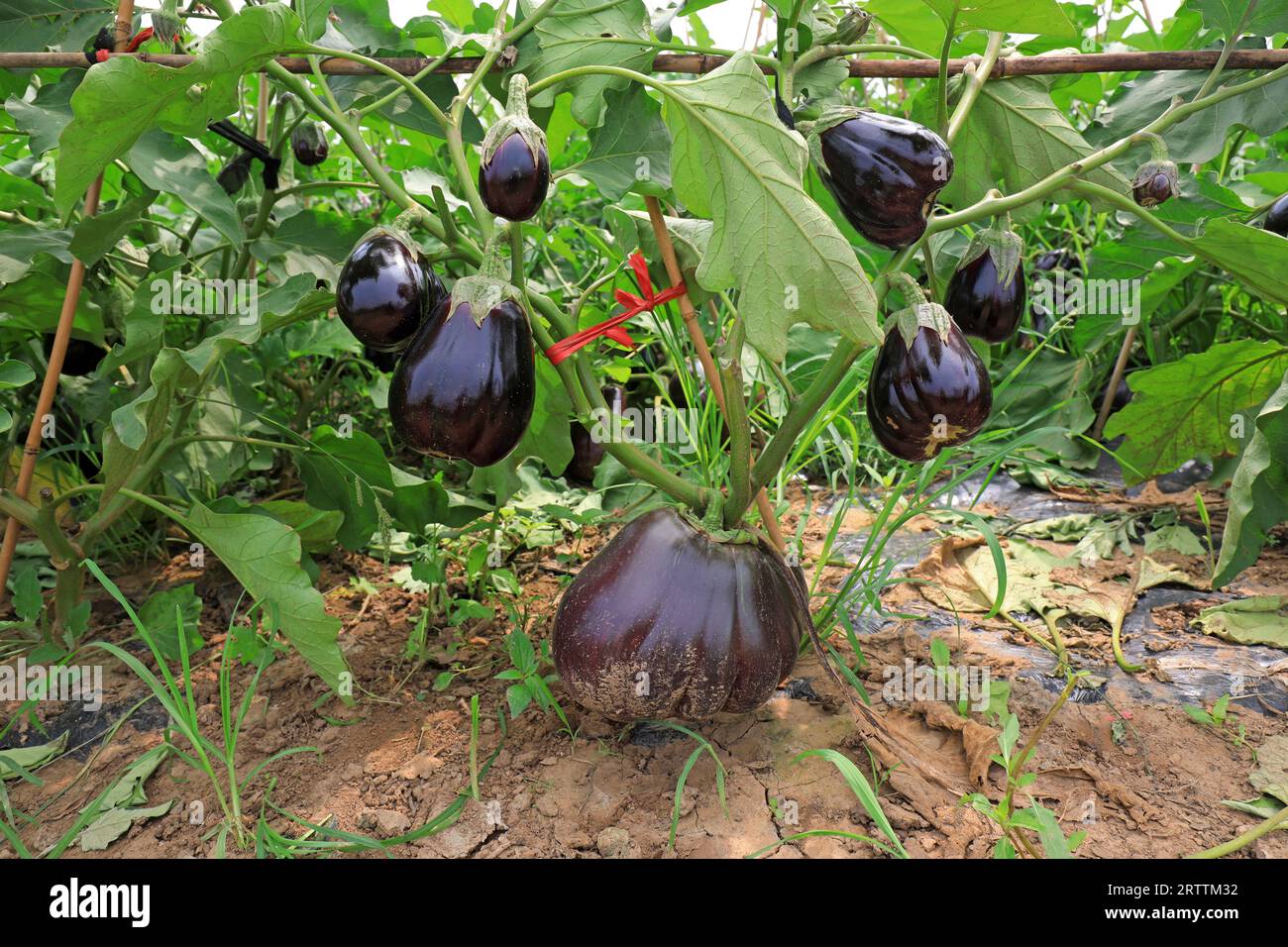 big eggplant on the plant Stock Photo - Alamy