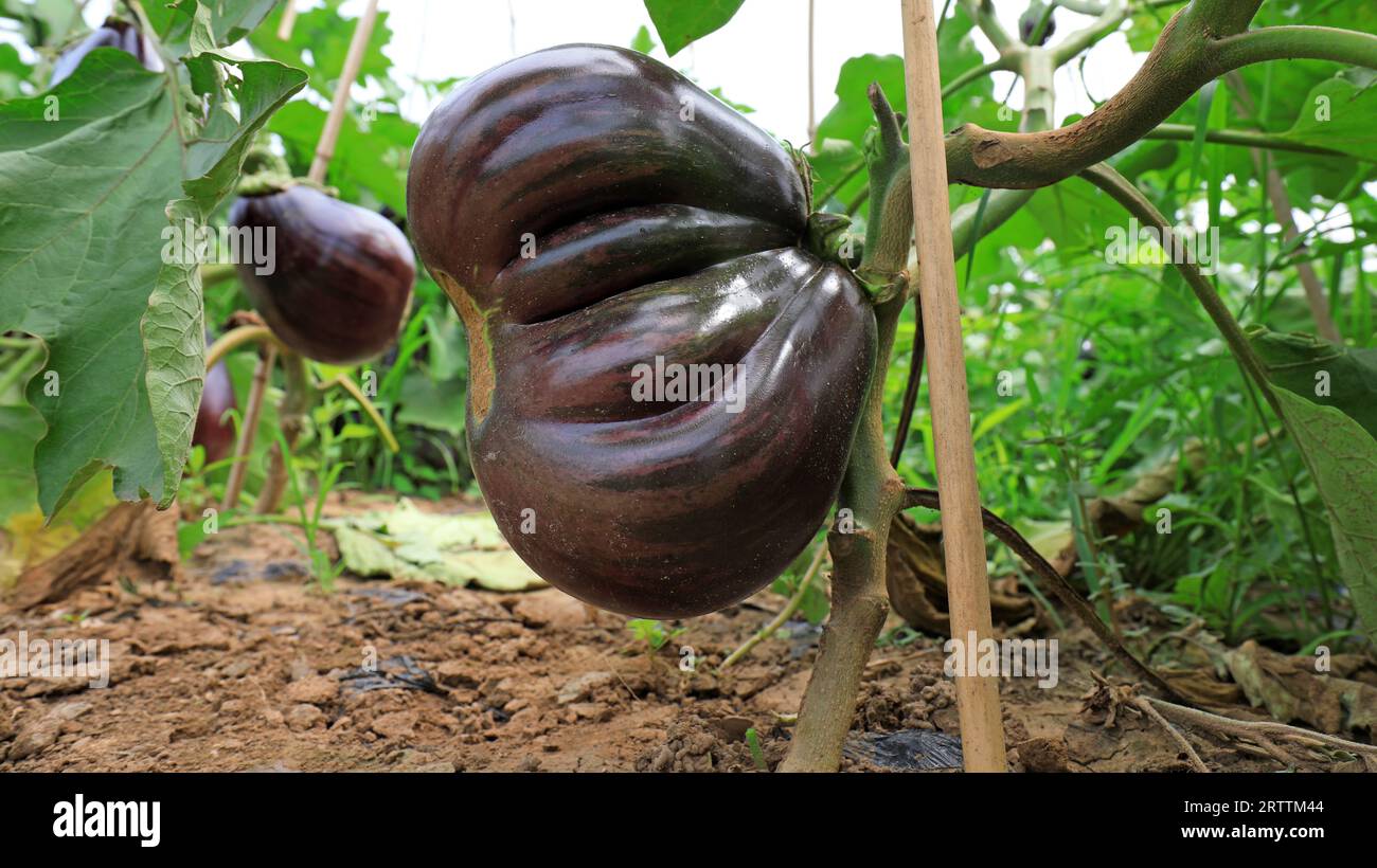 big eggplant on the plant Stock Photo - Alamy