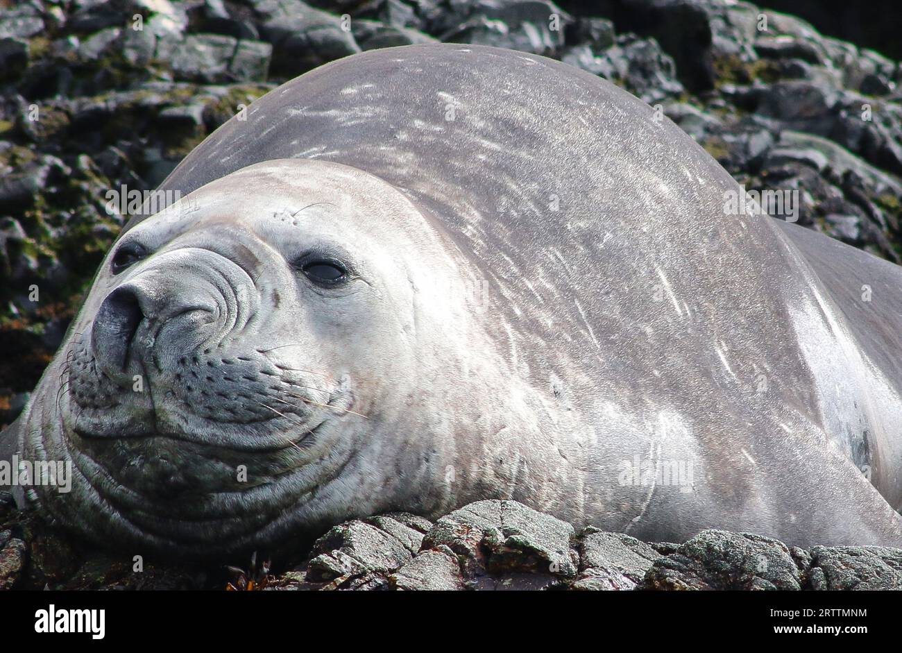 Southern Elephant Seals Mirounga leonina, largest seal, Francisco ...