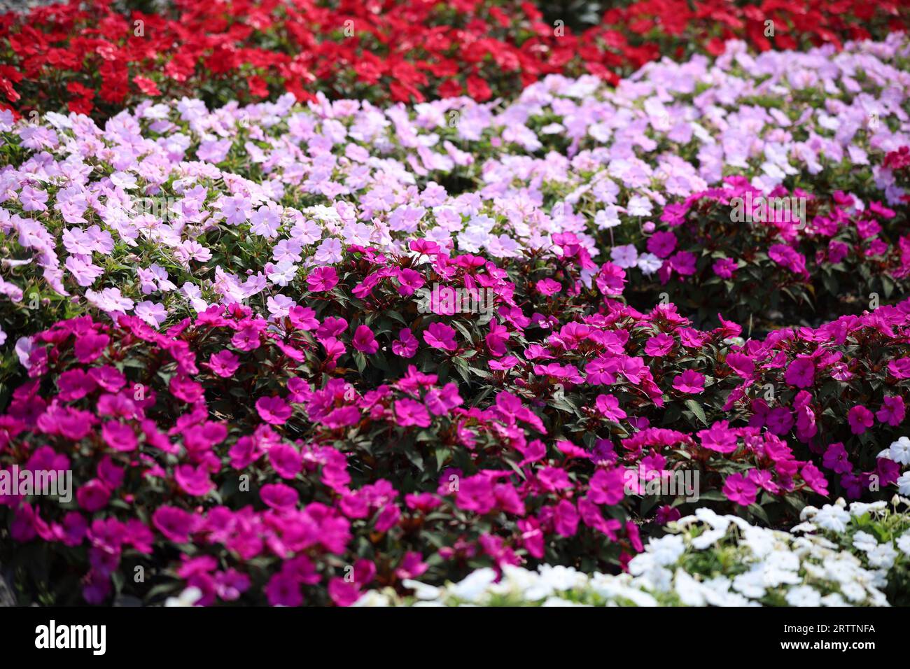 Flowers of Sunpatience (Impatiens hybrids cv. sunpatience) are in full ...