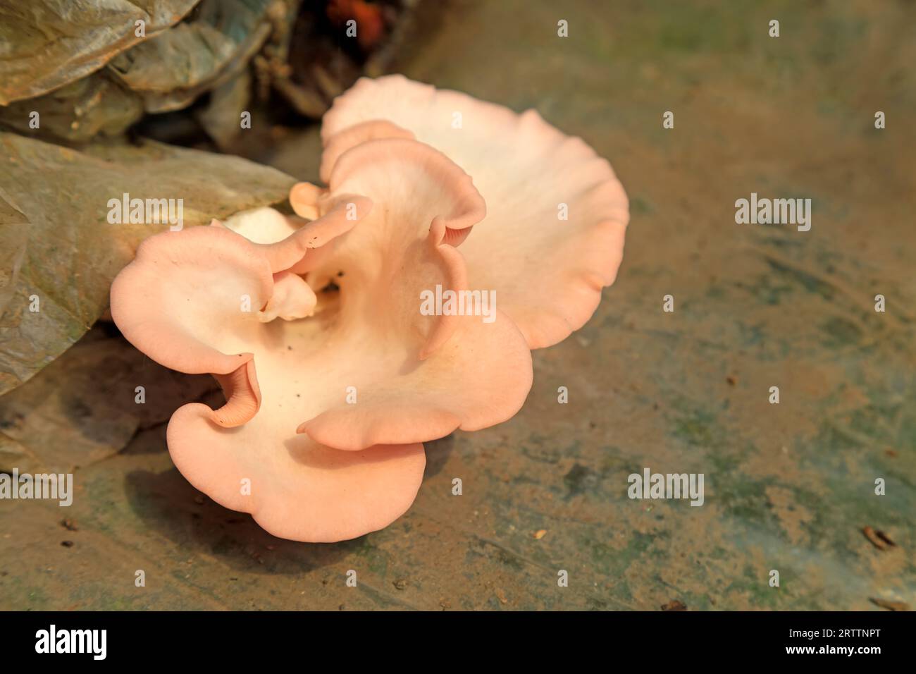 Rare edible fungi hi-res stock photography and images - Alamy