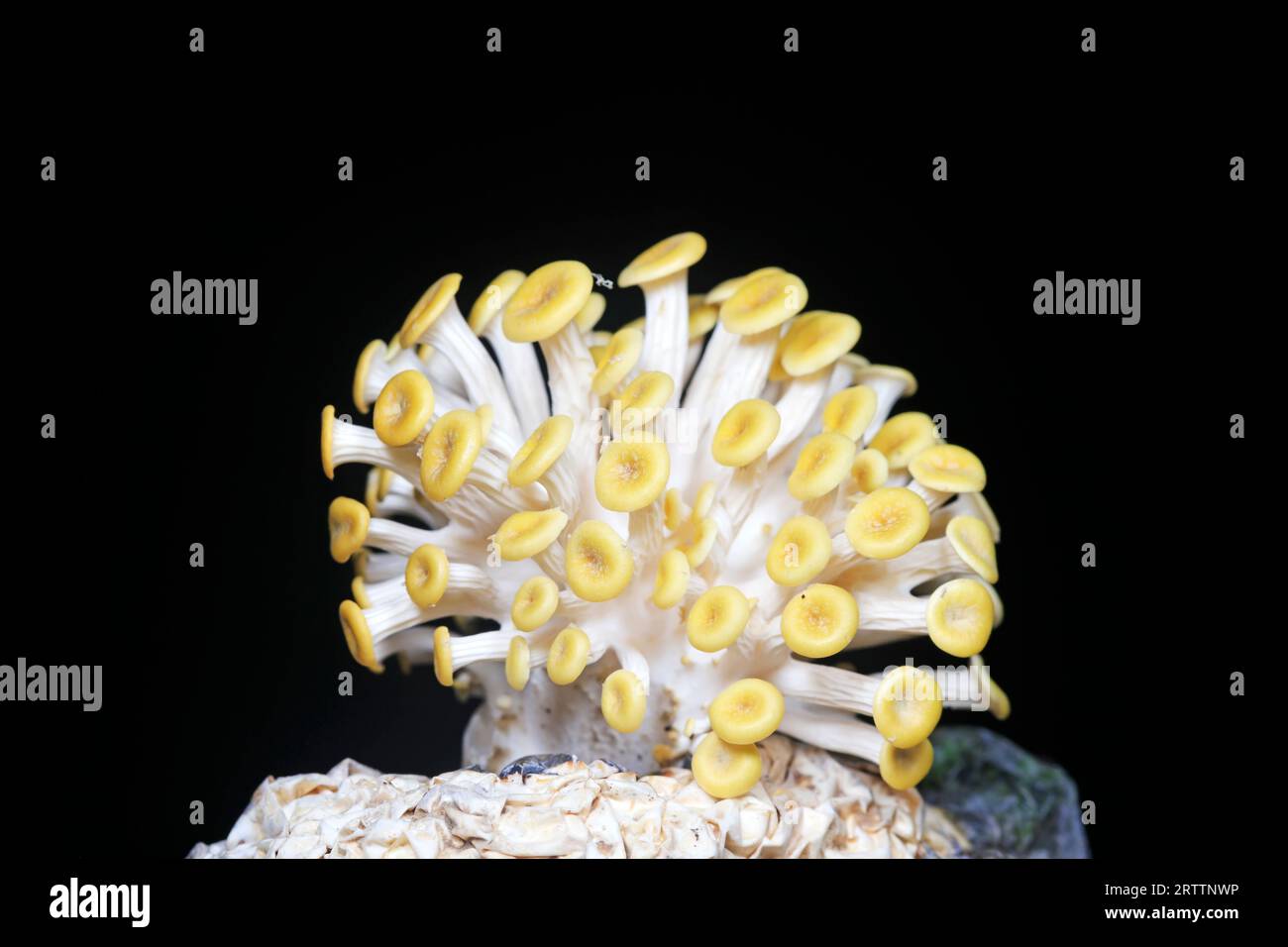 Cultivated golden mushroom on a farm in North China Stock Photo - Alamy
