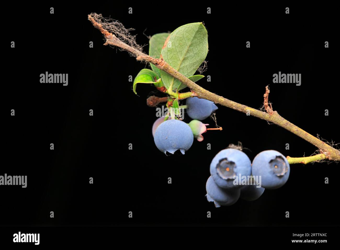Planting blueberry plants hi-res stock photography and images - Alamy
