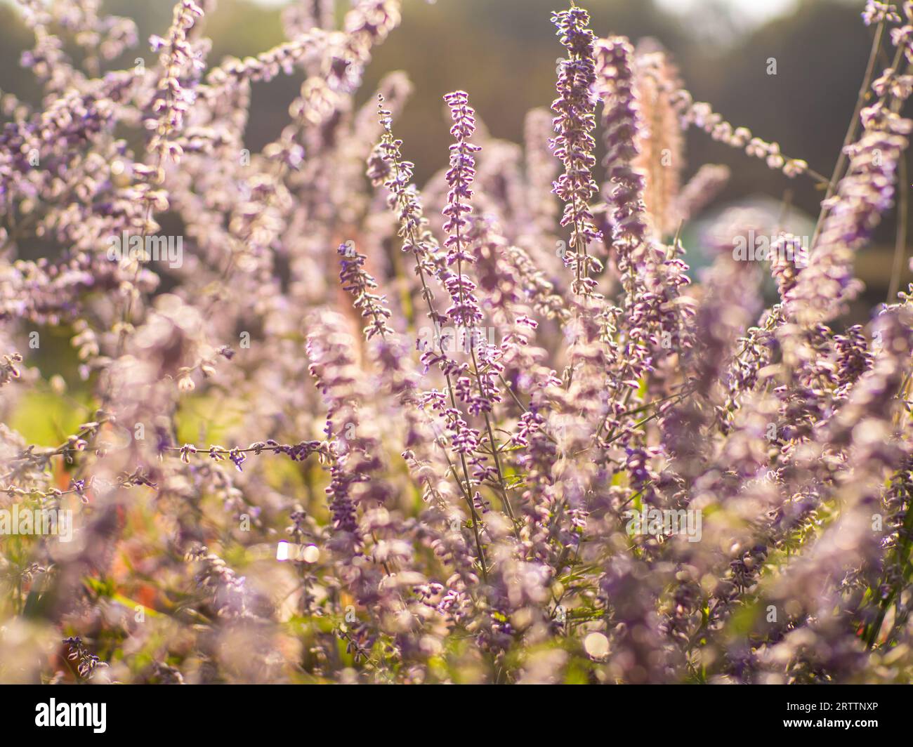 Perovskia atriplicifolia flower in the garden with sunlight Stock Photo ...