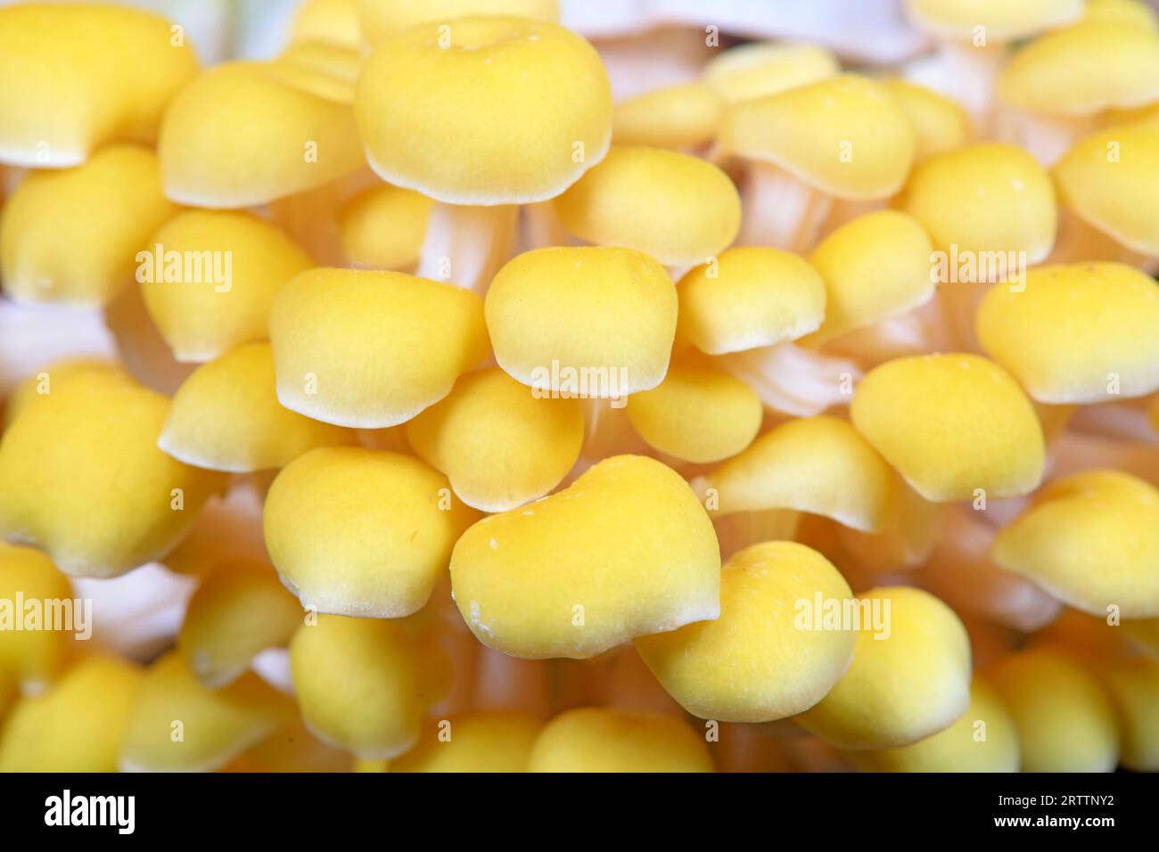 Yuhuang mushroom hi-res stock photography and images - Alamy