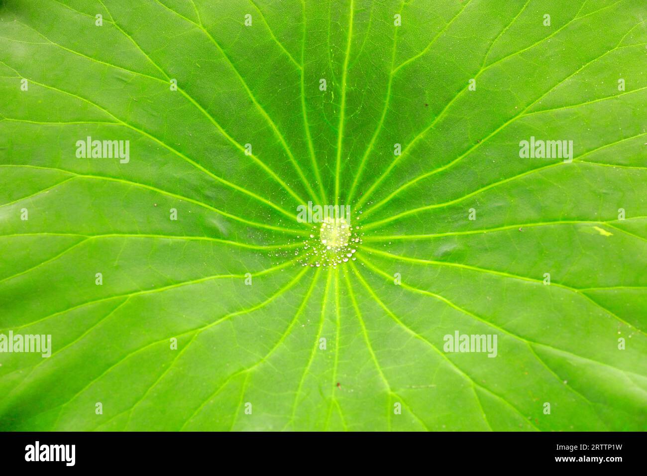 Lotus leaf texture close up Stock Photo - Alamy