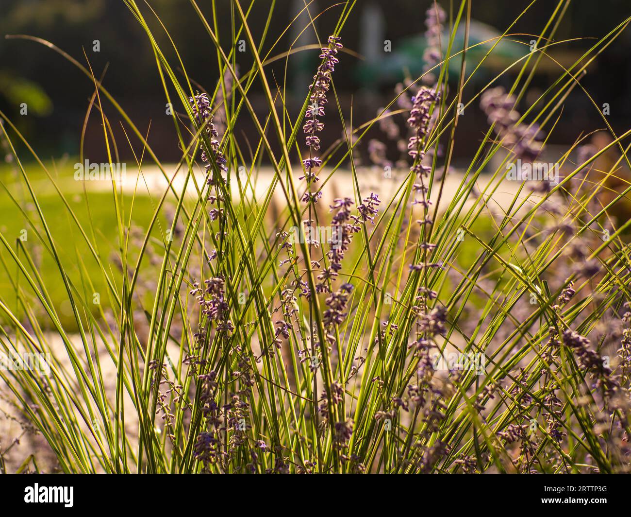 Perovskia atriplicifolia flower in the garden with sunlight Stock Photo ...