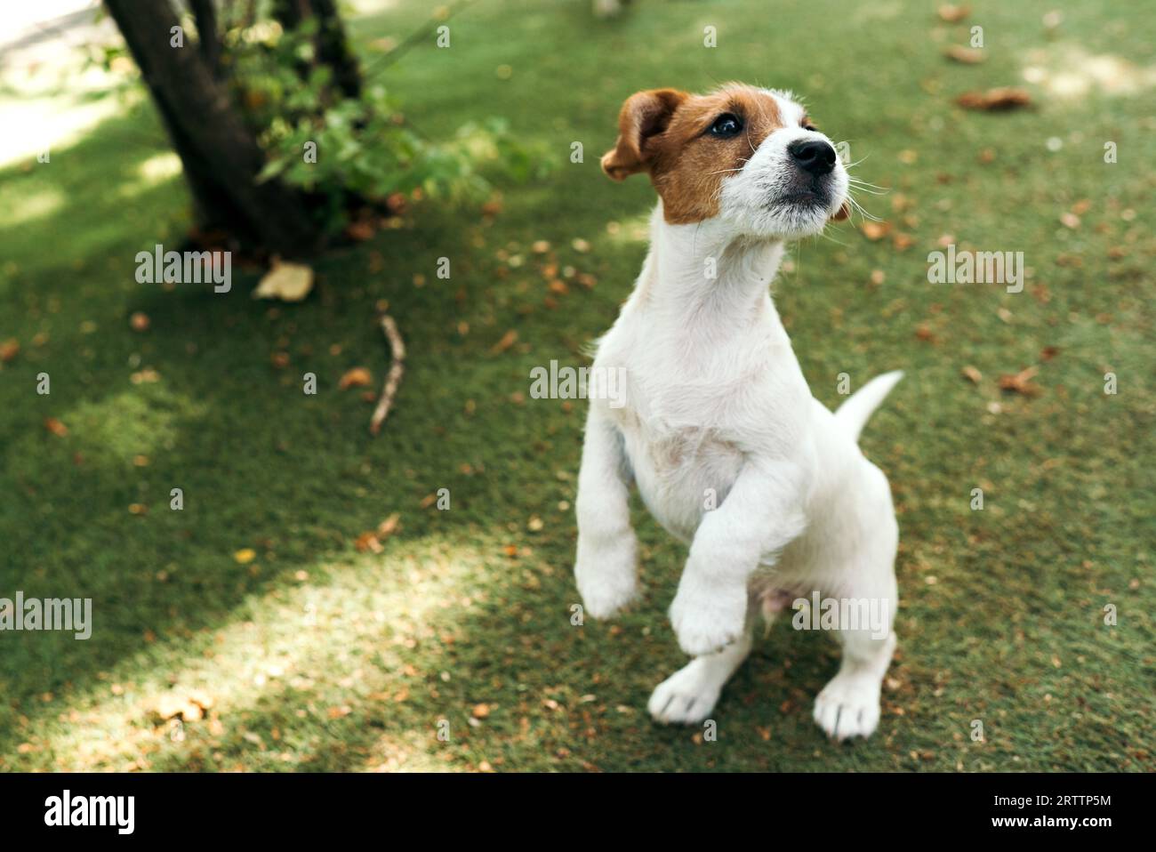 a jack russell terrier puppy on a green jump and stands on its hind ...