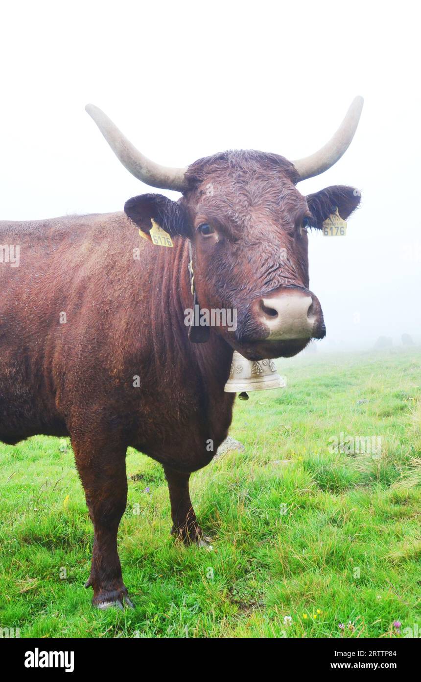 FRANCE. CANTAL (15). SALERS. COW OF SALERS BREED IN A FIELD UNDER MIST ...