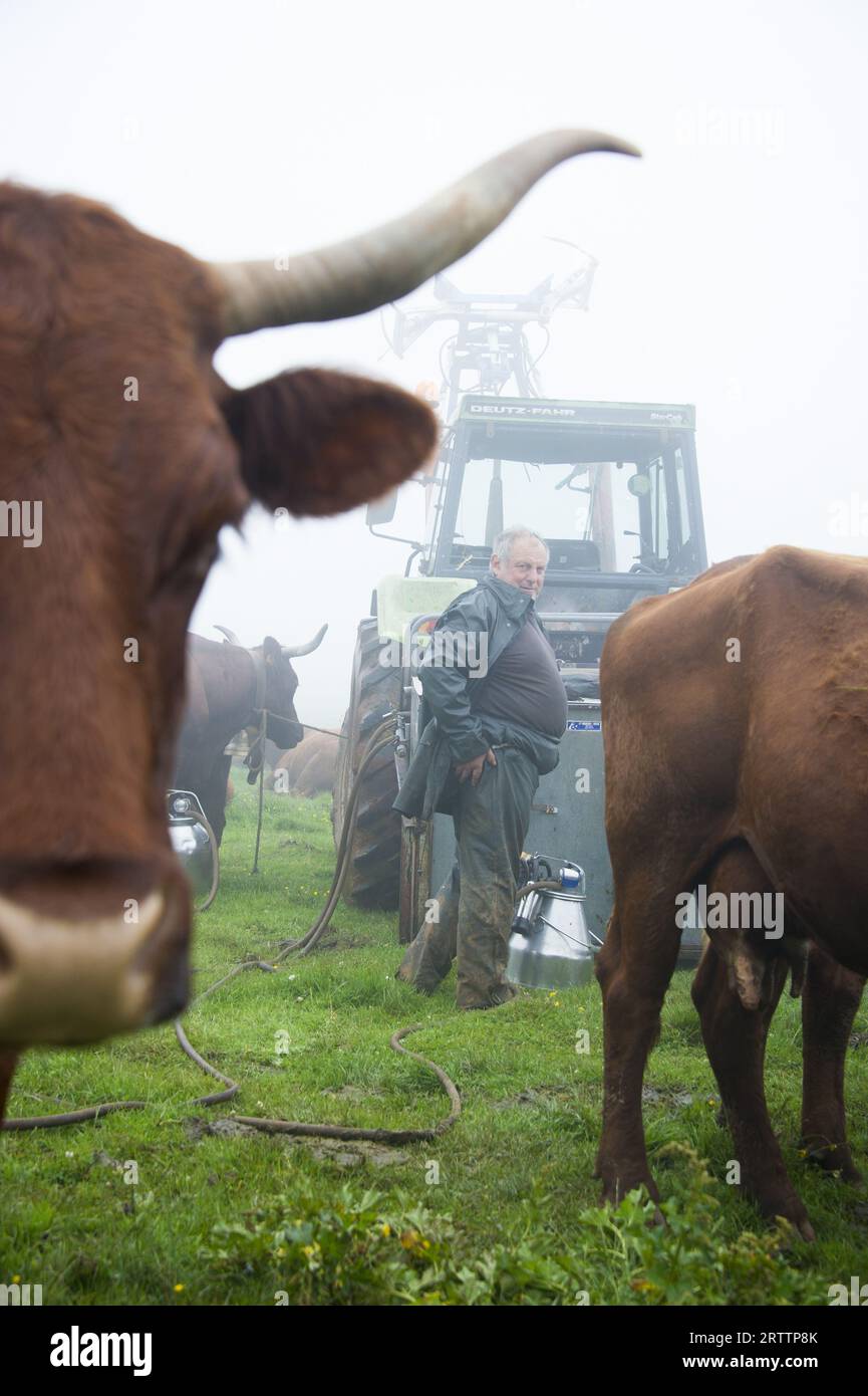 FRANCE, CANTAL (15) AUVERGNE, BURON D ALGOUR, MILK HARCEST OF SALERS COWS Stock Photo - Alamy