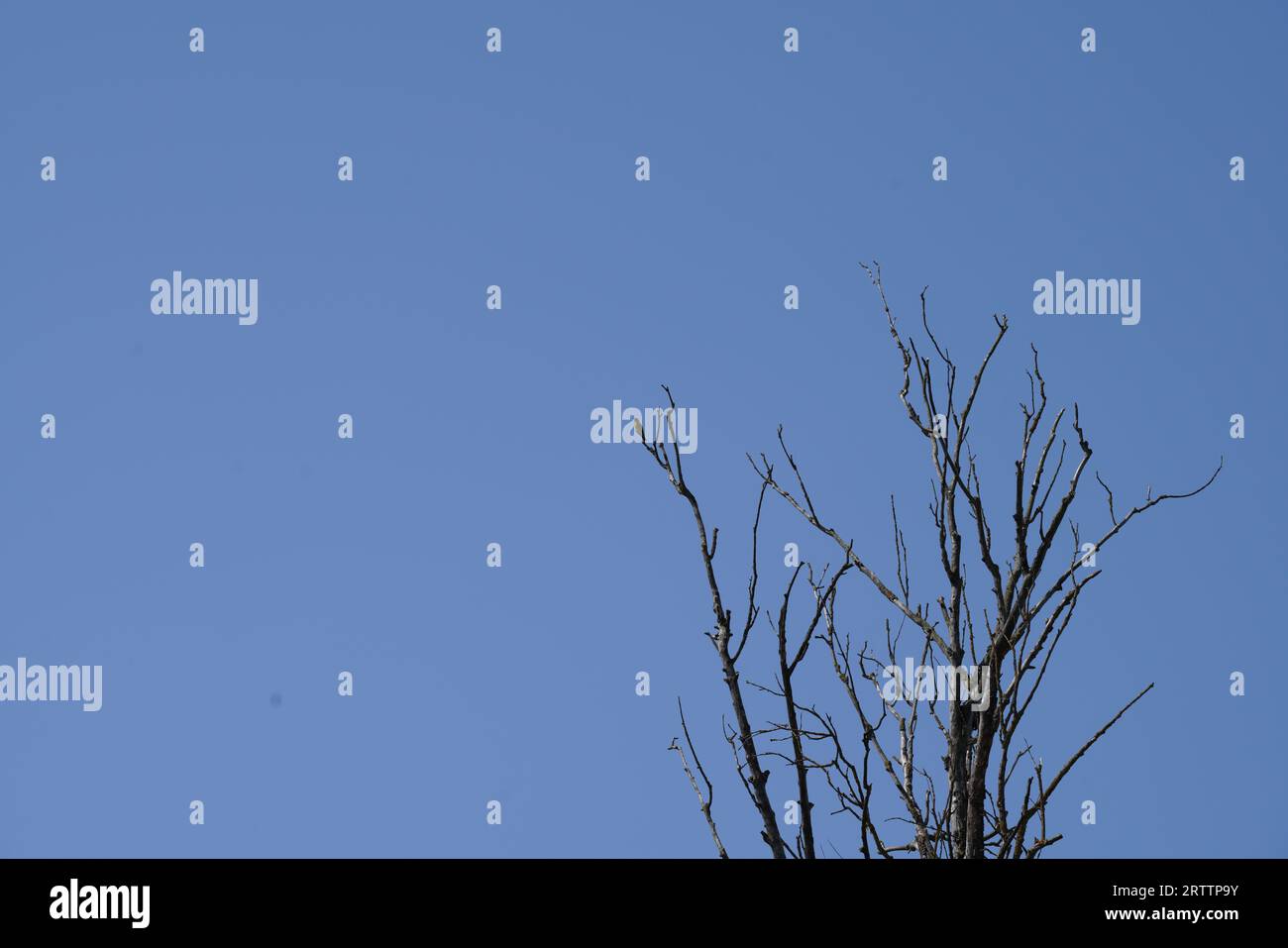The surface of an old swamp covered with duckweed and algae, dead trees ...