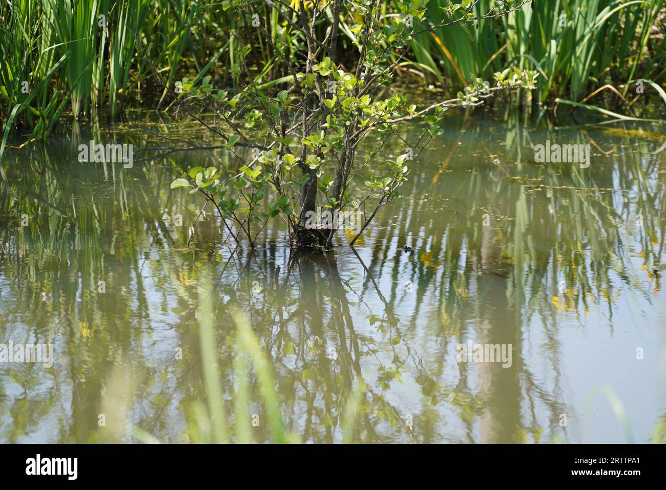 The surface of an old swamp covered with duckweed and algae, dead trees ...
