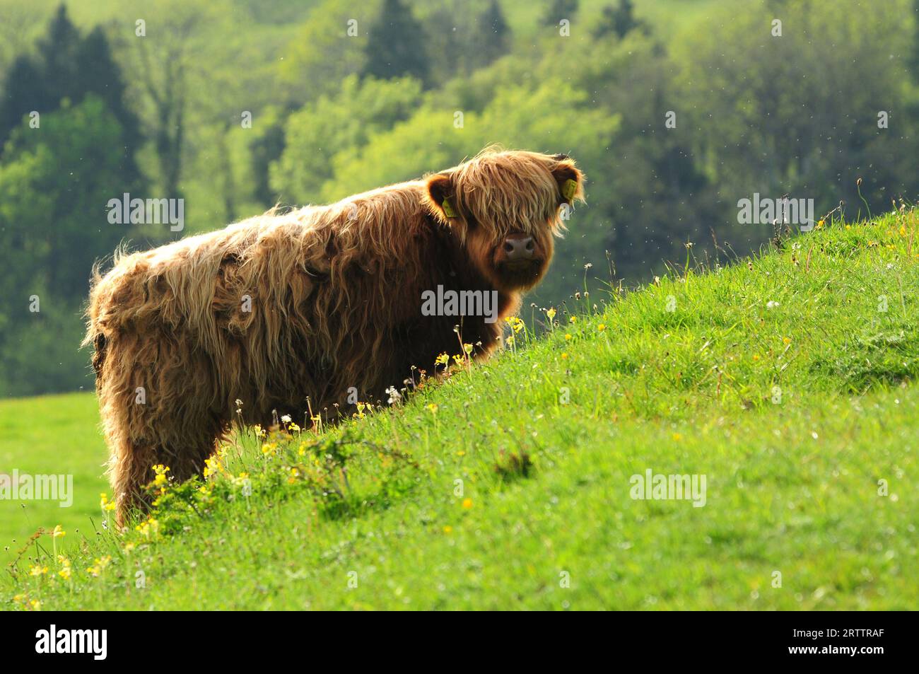 Highland cow on Eggardon Hill, Dorset, UK Stock Photo - Alamy