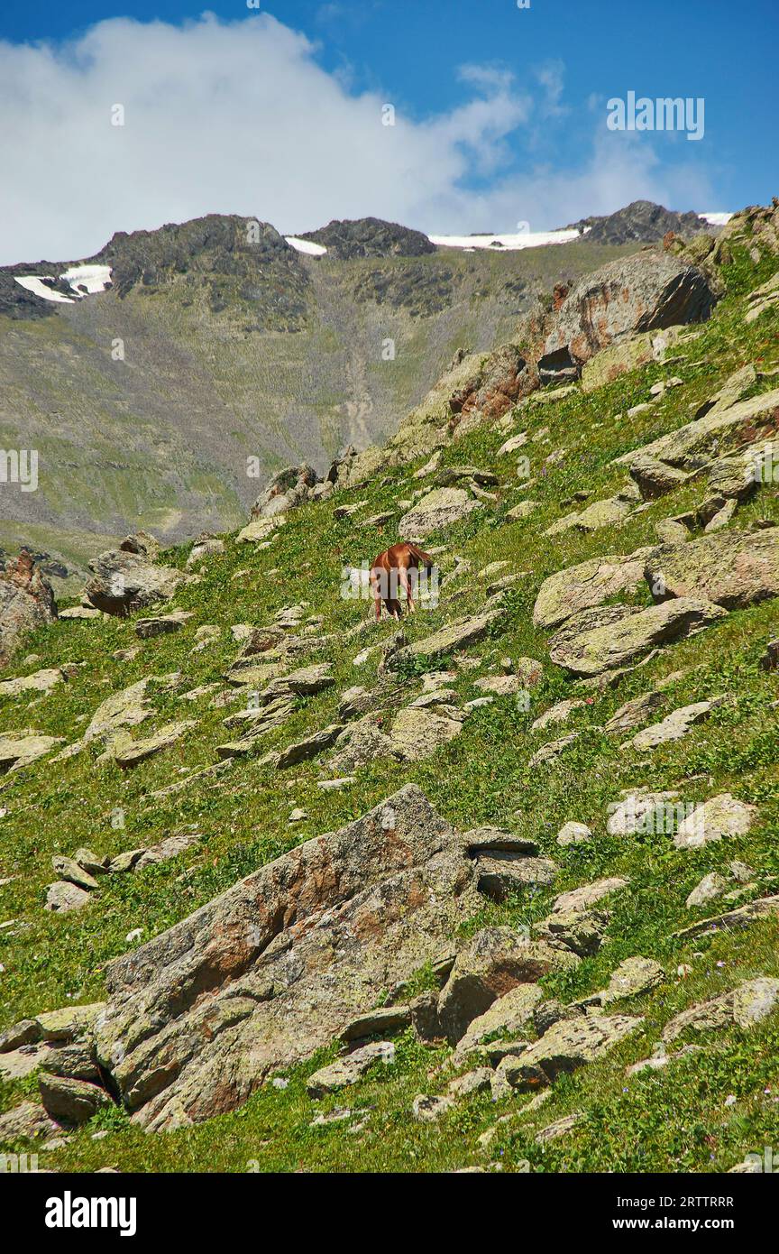 Taldyk pass hi-res stock photography and images - Alamy