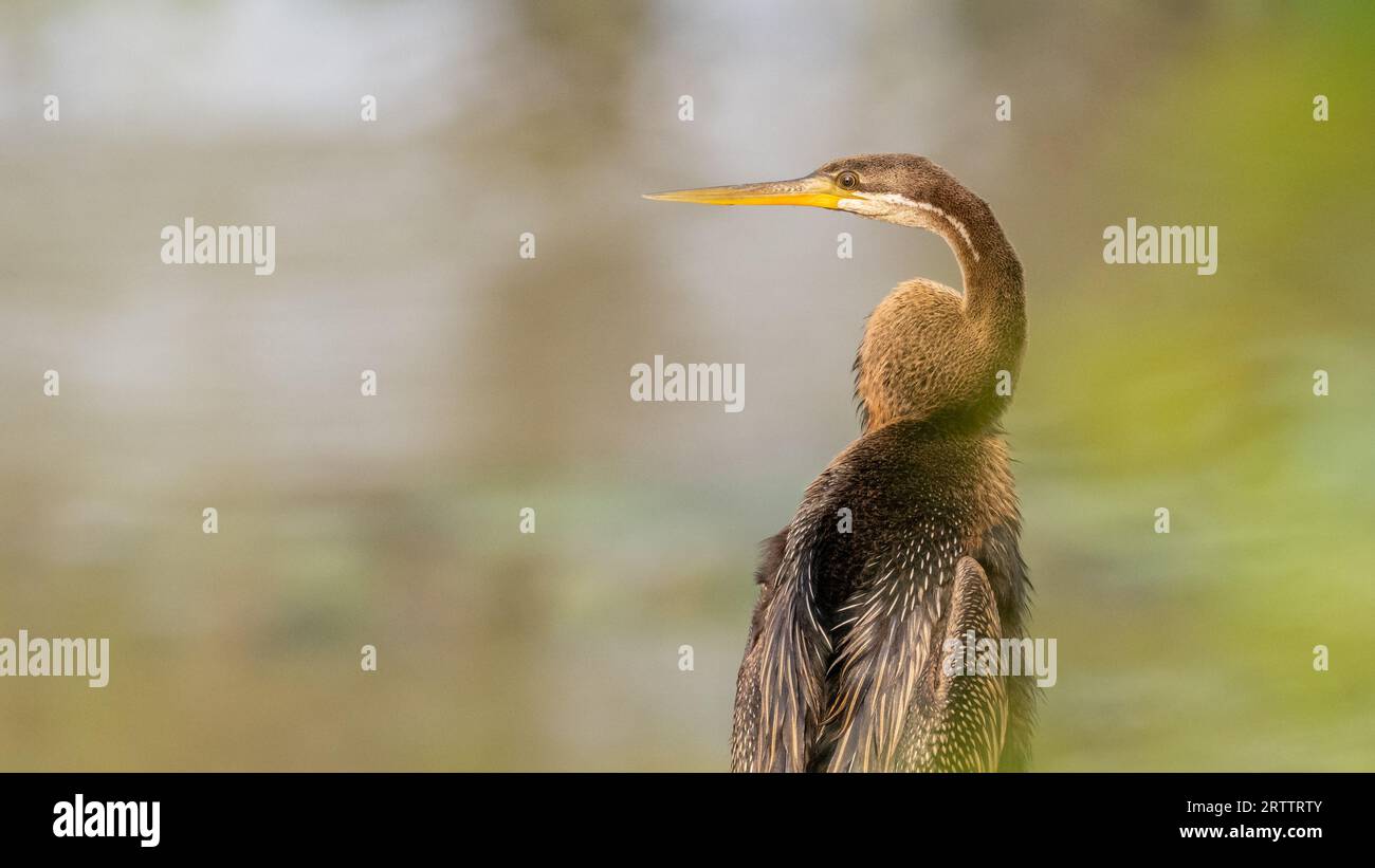 Oriental darter close-up profile photograph. Perch on a branch near the ...