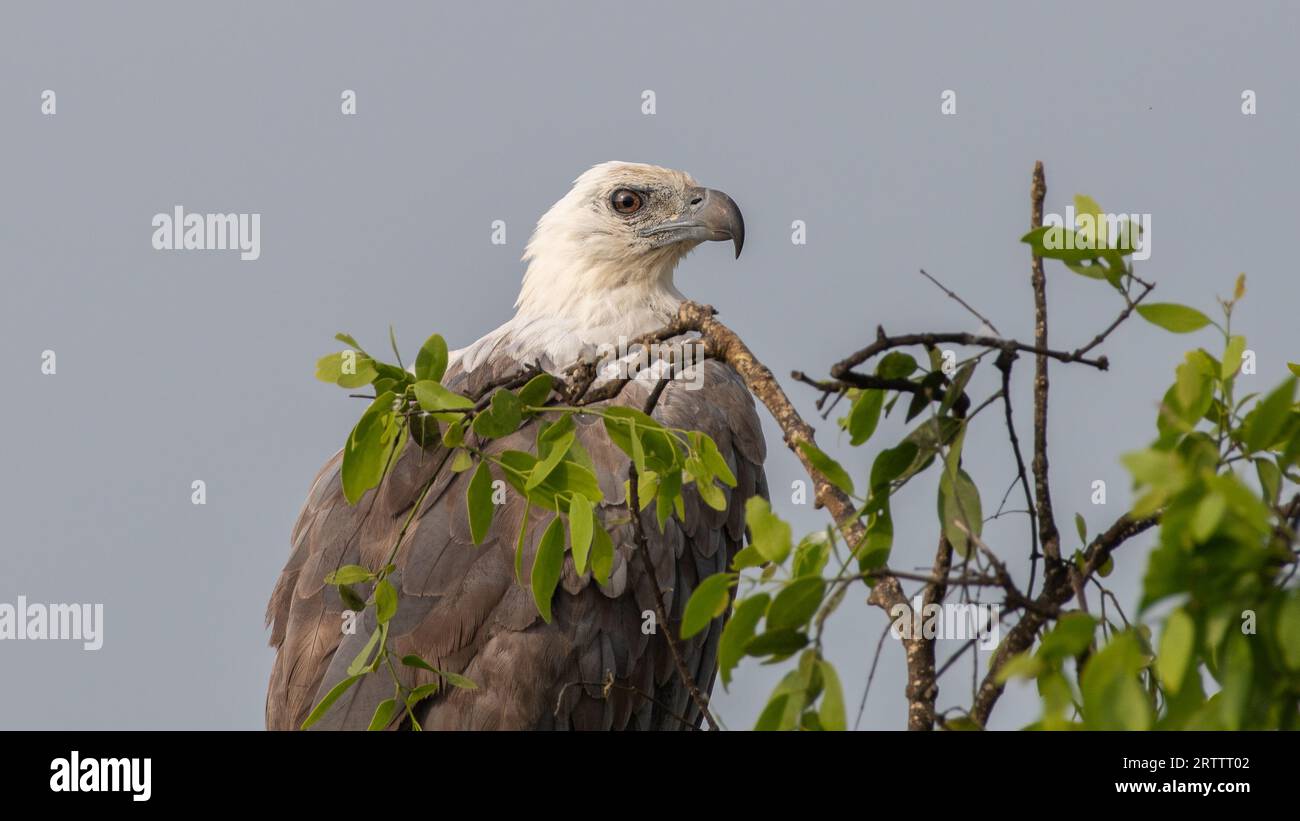 White-bellied sea eagle perch close-up photograph, sharp beak and eagle ...