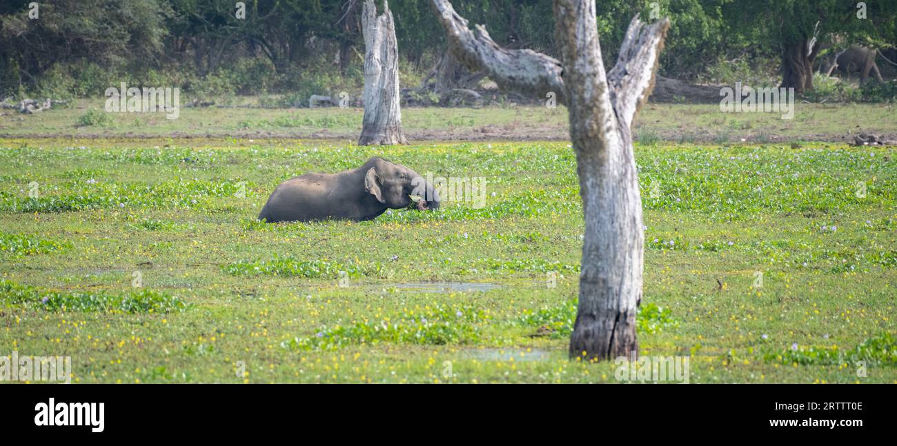 Young Sri Lankan elephant feed in the floating vegetation on the lake ...