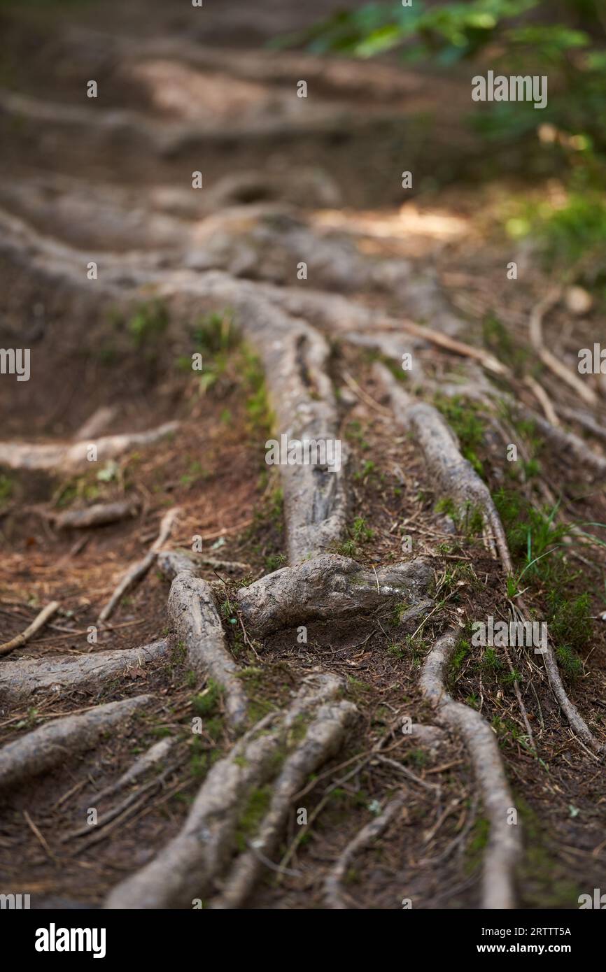 Protruding roots of fir trees on a forest path Stock Photo - Alamy