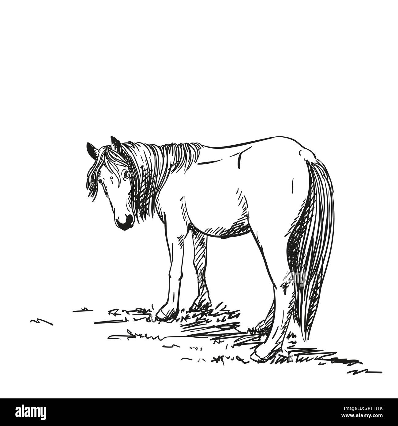 Sketch of horse with long mane standing on grass turned her head to ...